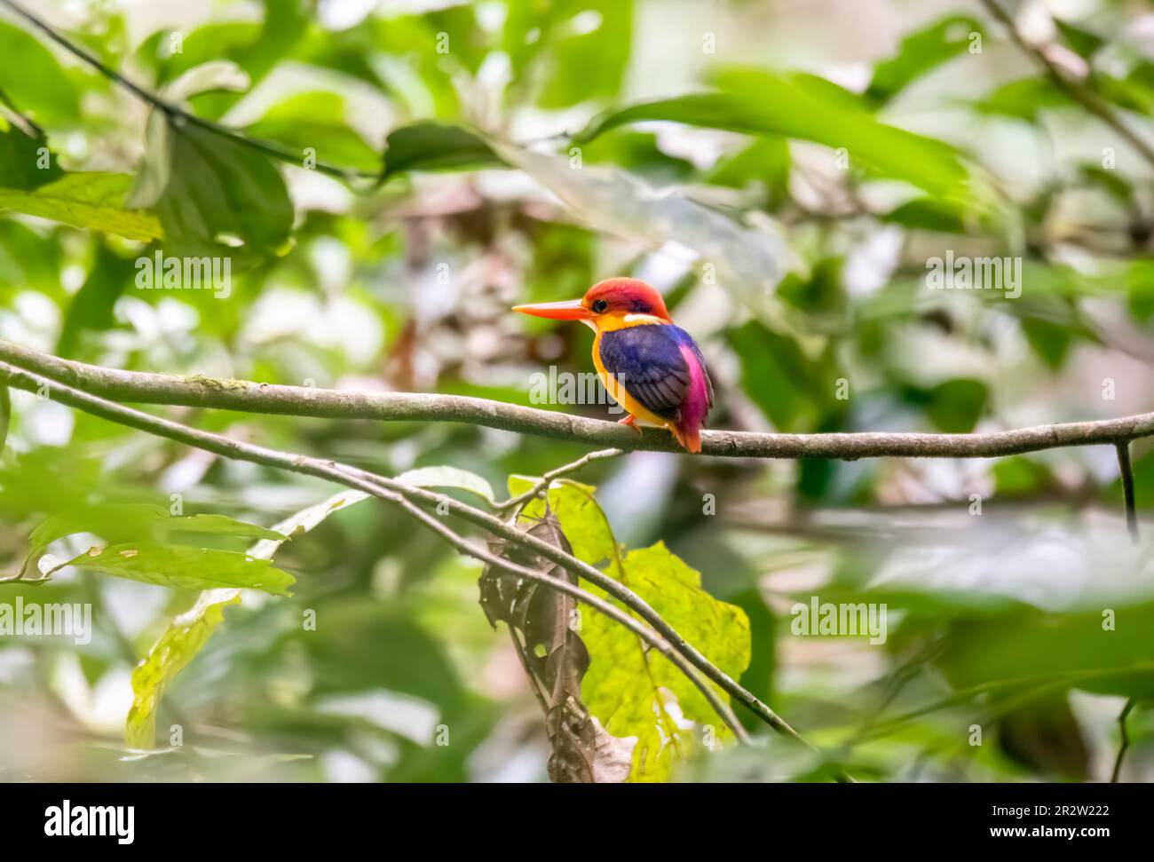 An Oriental-dwarf Kingfisher aka ODKF perched on a small branch on the ...