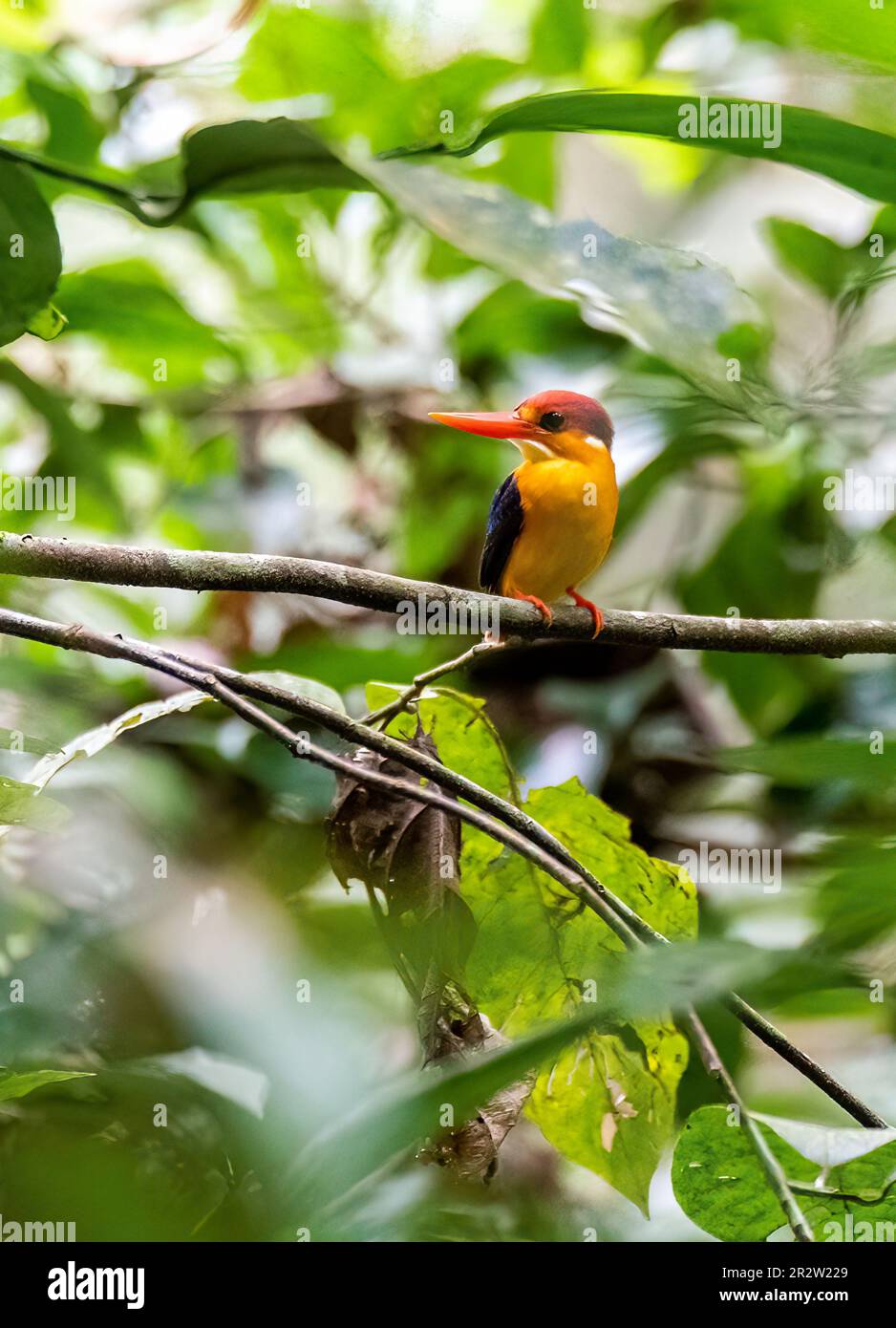 An Oriental-dwarf Kingfisher aka ODKF perched on a small branch on the ...