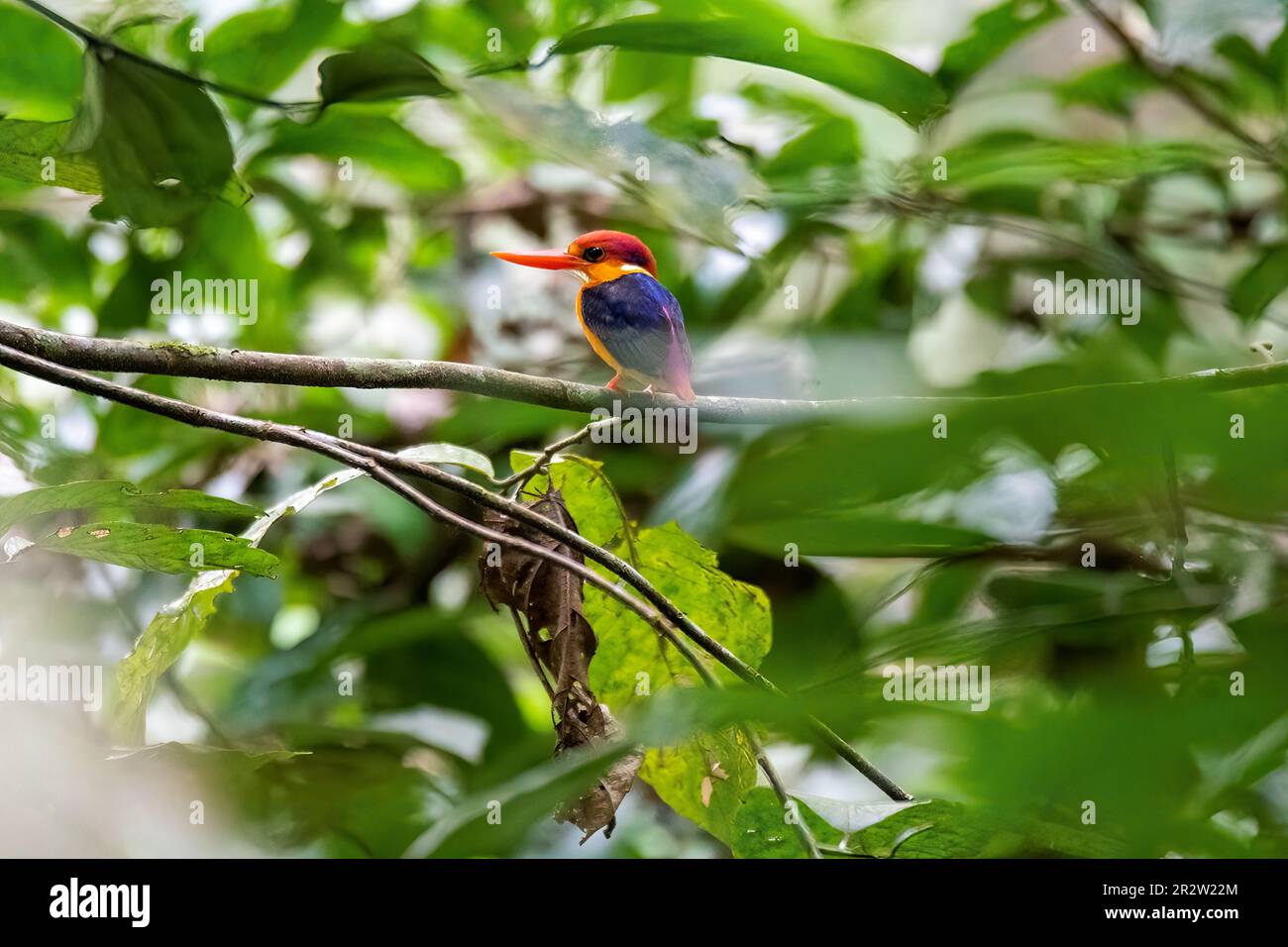An Oriental-dwarf Kingfisher aka ODKF perched on a small branch on the ...