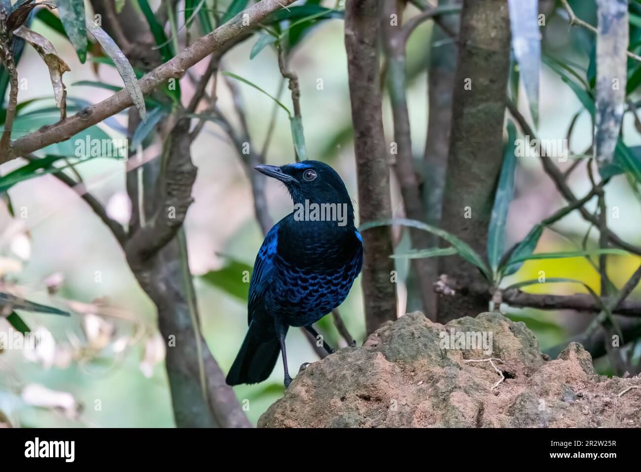 A Malabar whisteling thrush feeding on the ground on the outskirts of ...