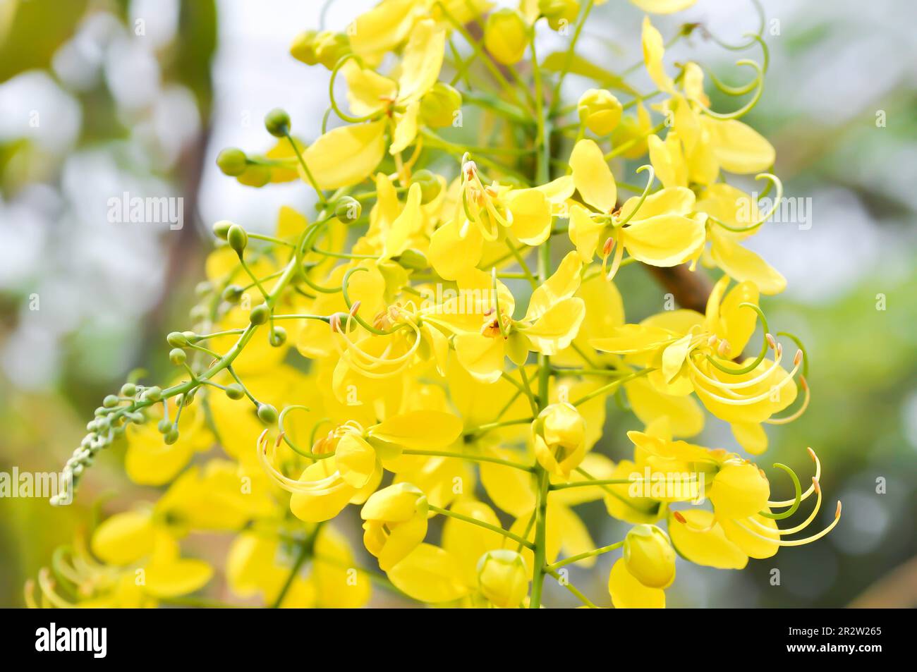 Golden shower , Cassia fistula or pudding pipe or LEGUMINOSAE CAESALPINIOIDEAE or Indian ...