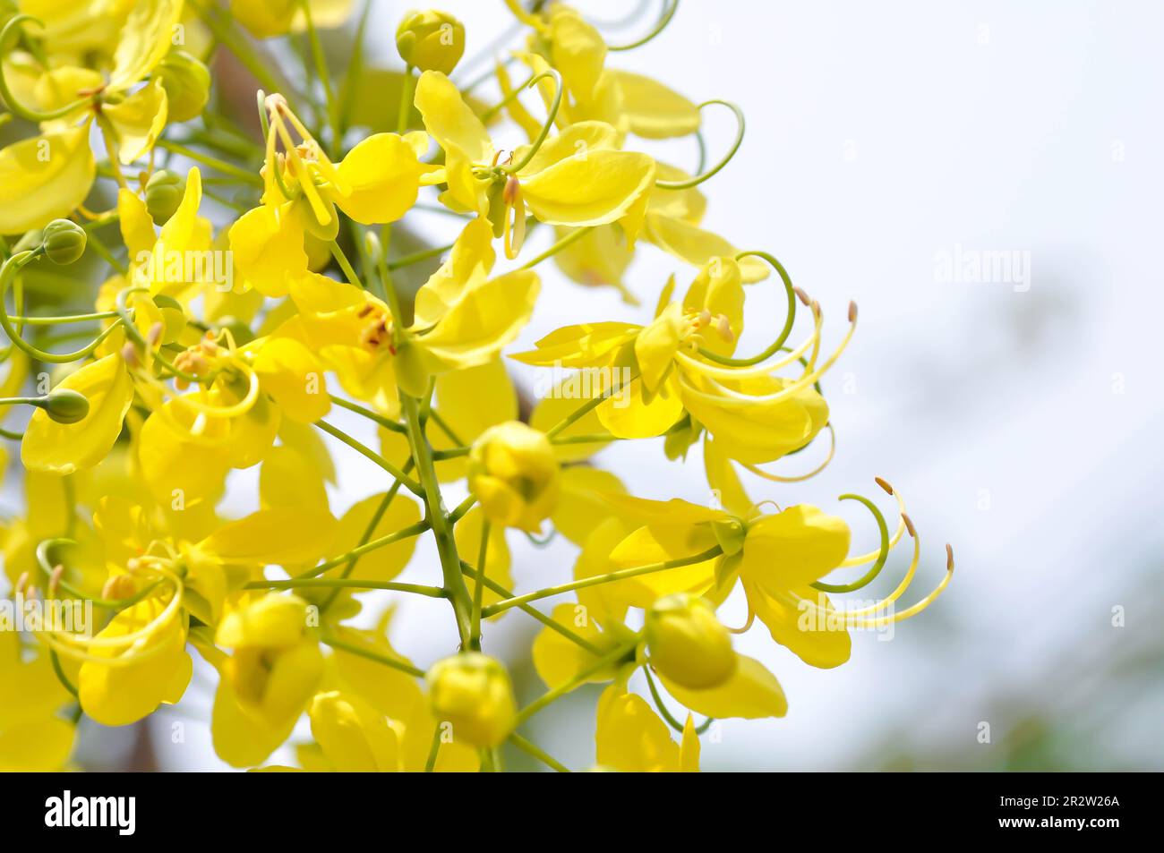 Golden shower , Cassia fistula or pudding pipe or LEGUMINOSAE CAESALPINIOIDEAE or Indian ...