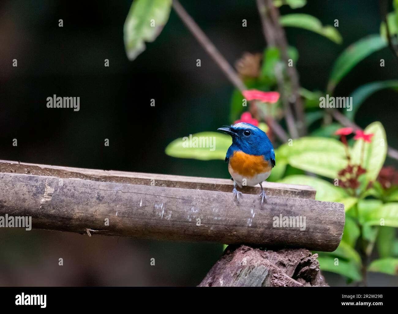 A blue throated blue fly catcher perched on a small branch inside the ...