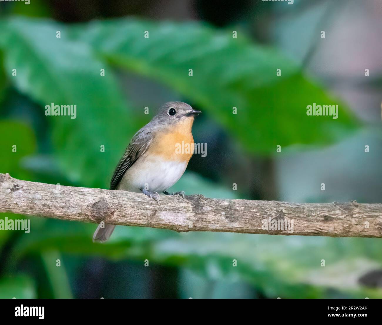A blue throated blue fly catcher perched on a small branch inside the ...