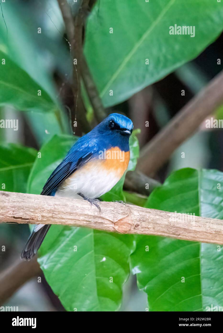 A blue throated blue fly catcher perched on a small branch inside the ...