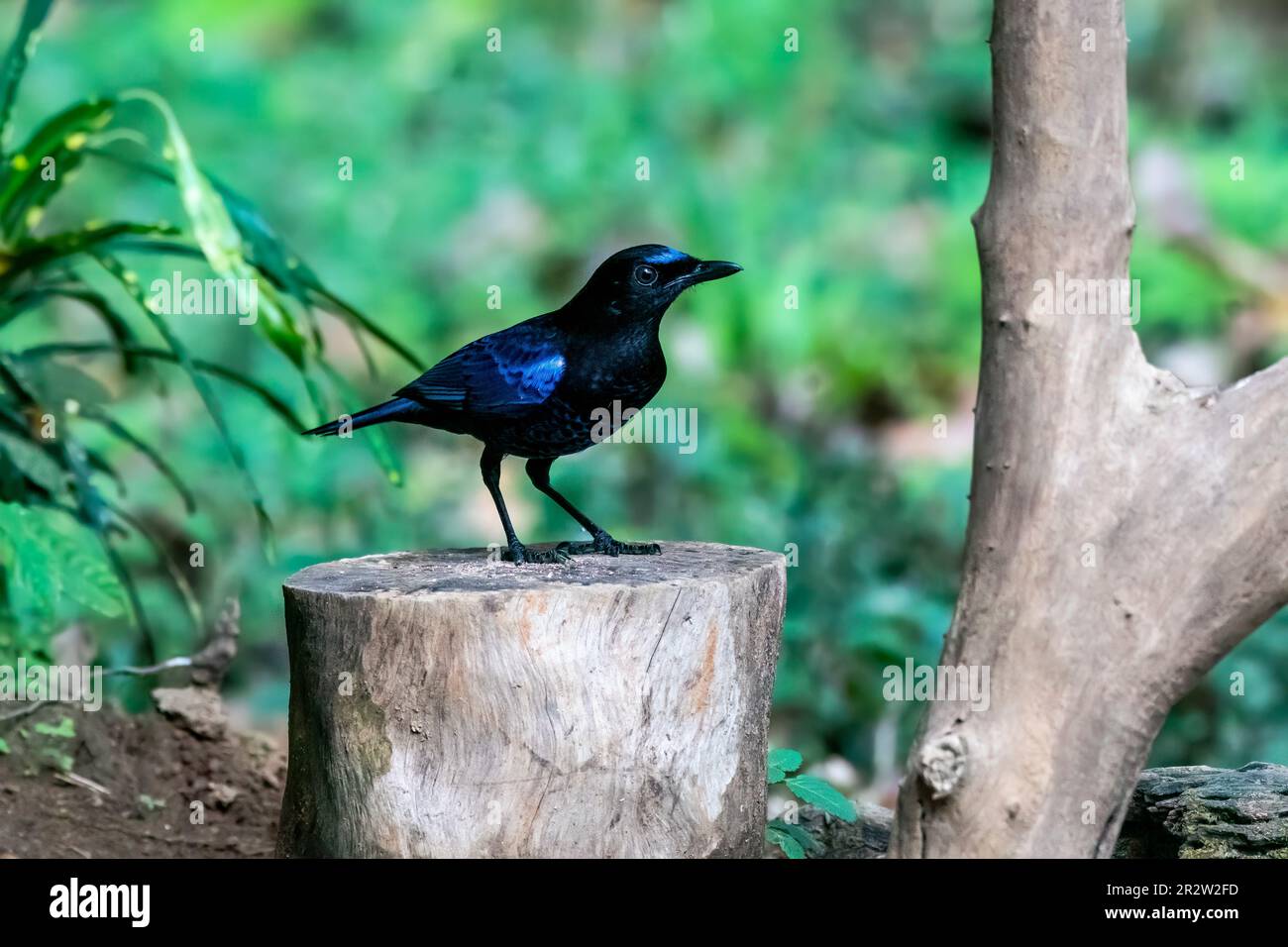 A Malabar whisteling thrush feeding on the ground on the outskirts of ...
