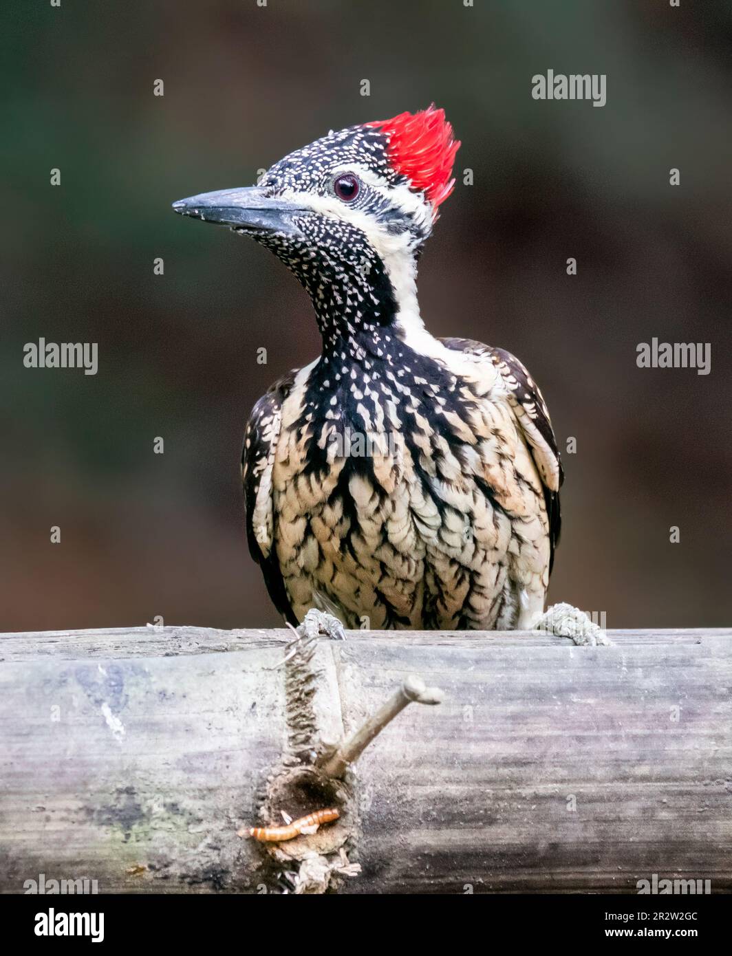 Greater flameback woodpecker female hi-res stock photography and images ...