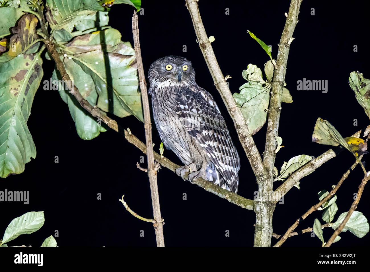 A buffy Fish owl perched on a tree branch in the deep jungles of ...