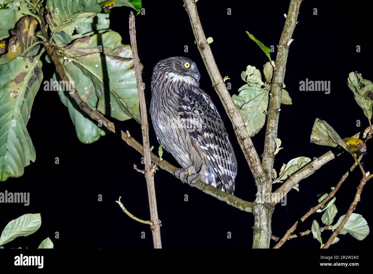 A buffy Fish owl perched on a tree branch in the deep jungles of ...