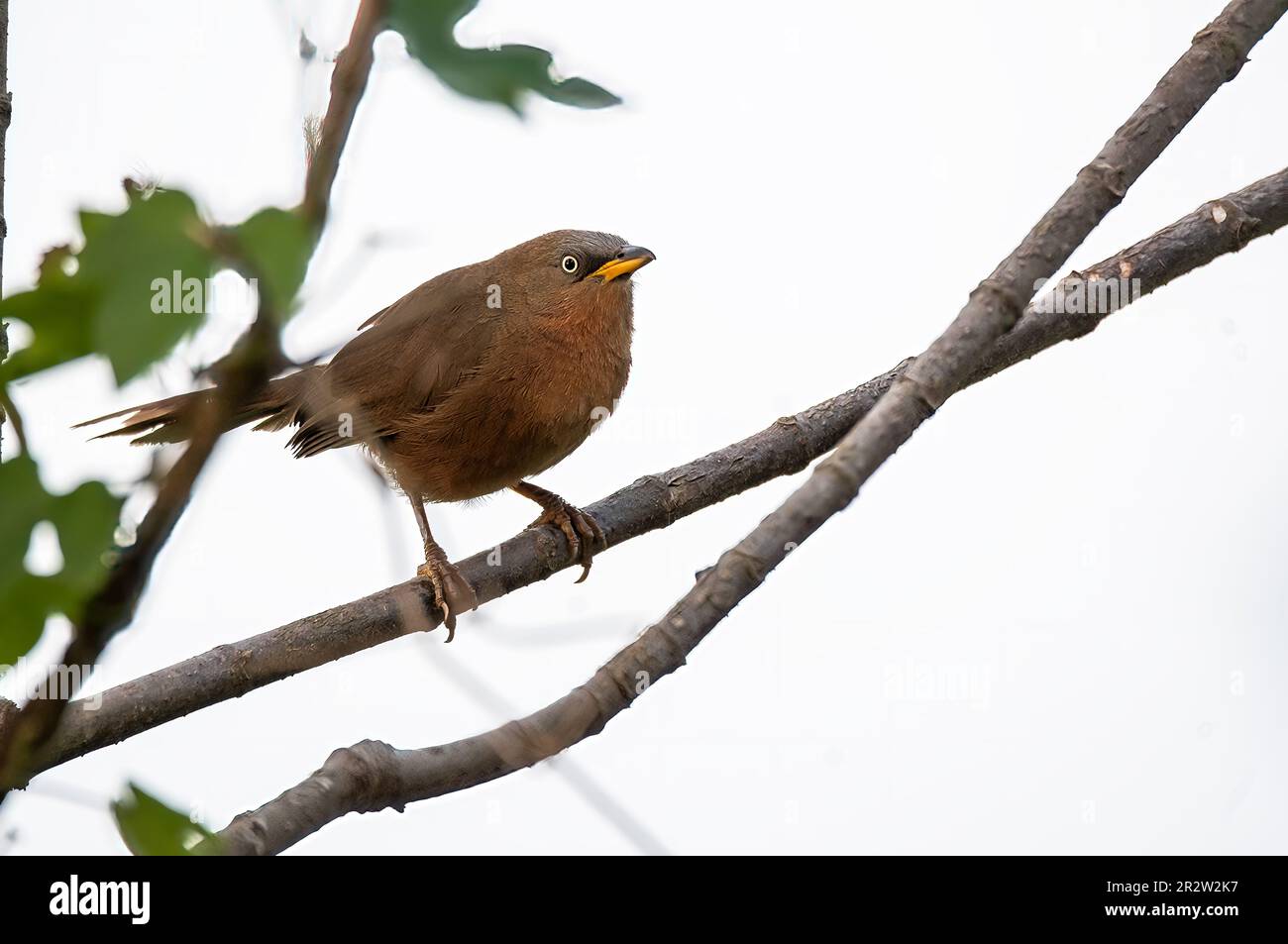 A Rufous Babbler perched on a small branch in the bushes on the ...