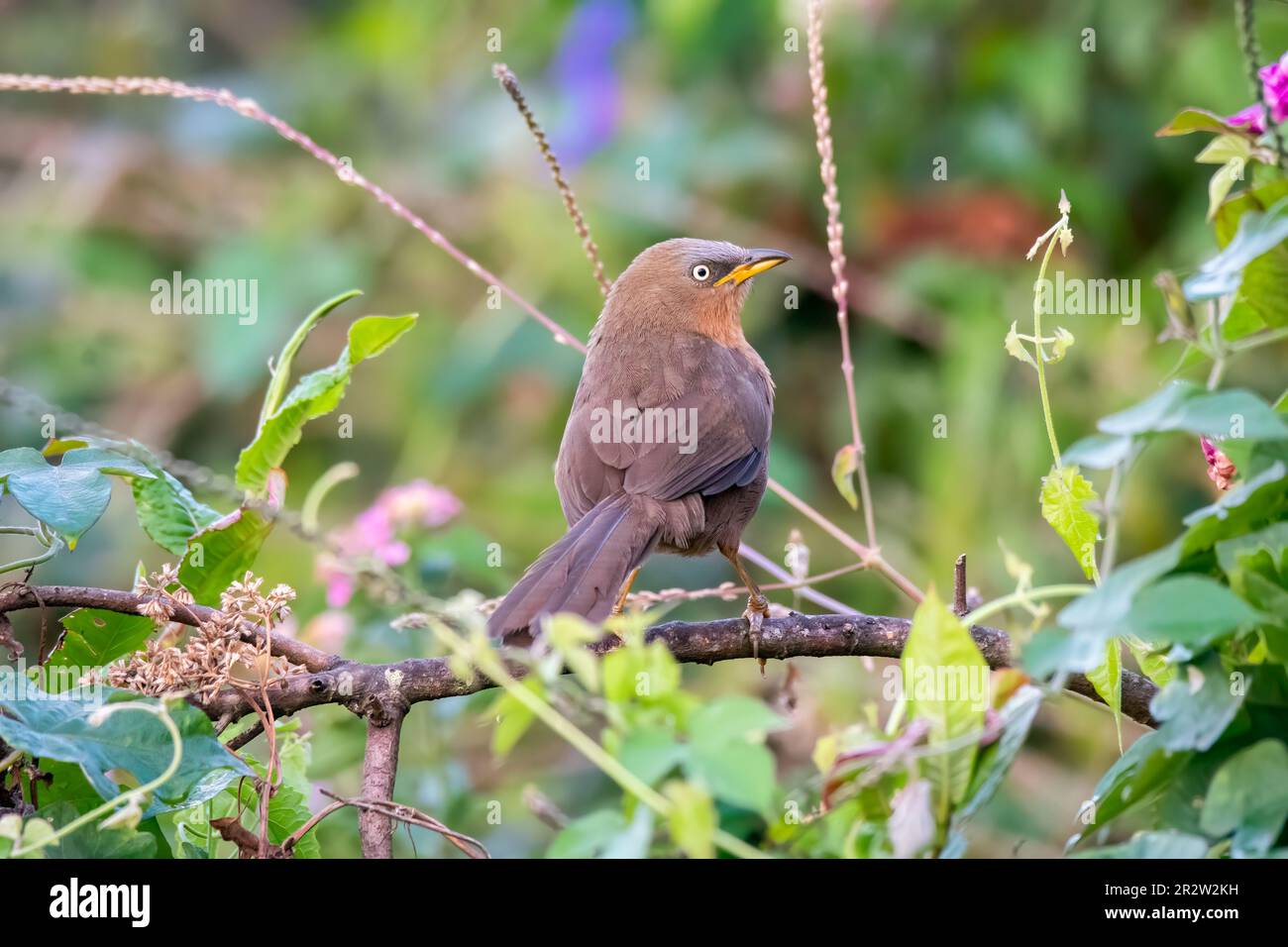 A Rufous Babbler perched on a small branch in the bushes on the ...