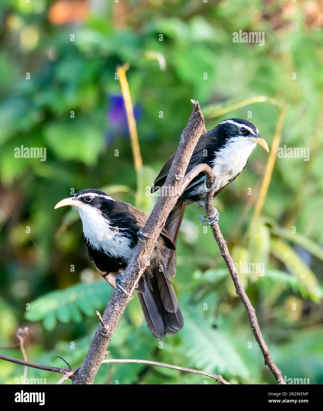 An Indian scimitar babbler perched on a twig of a bush on the outskirts ...