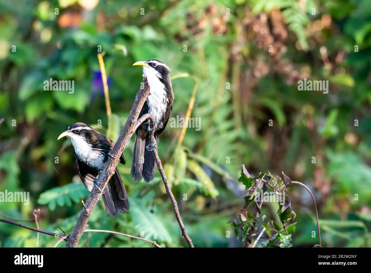 An Indian scimitar babbler perched on a twig of a bush on the outskirts ...