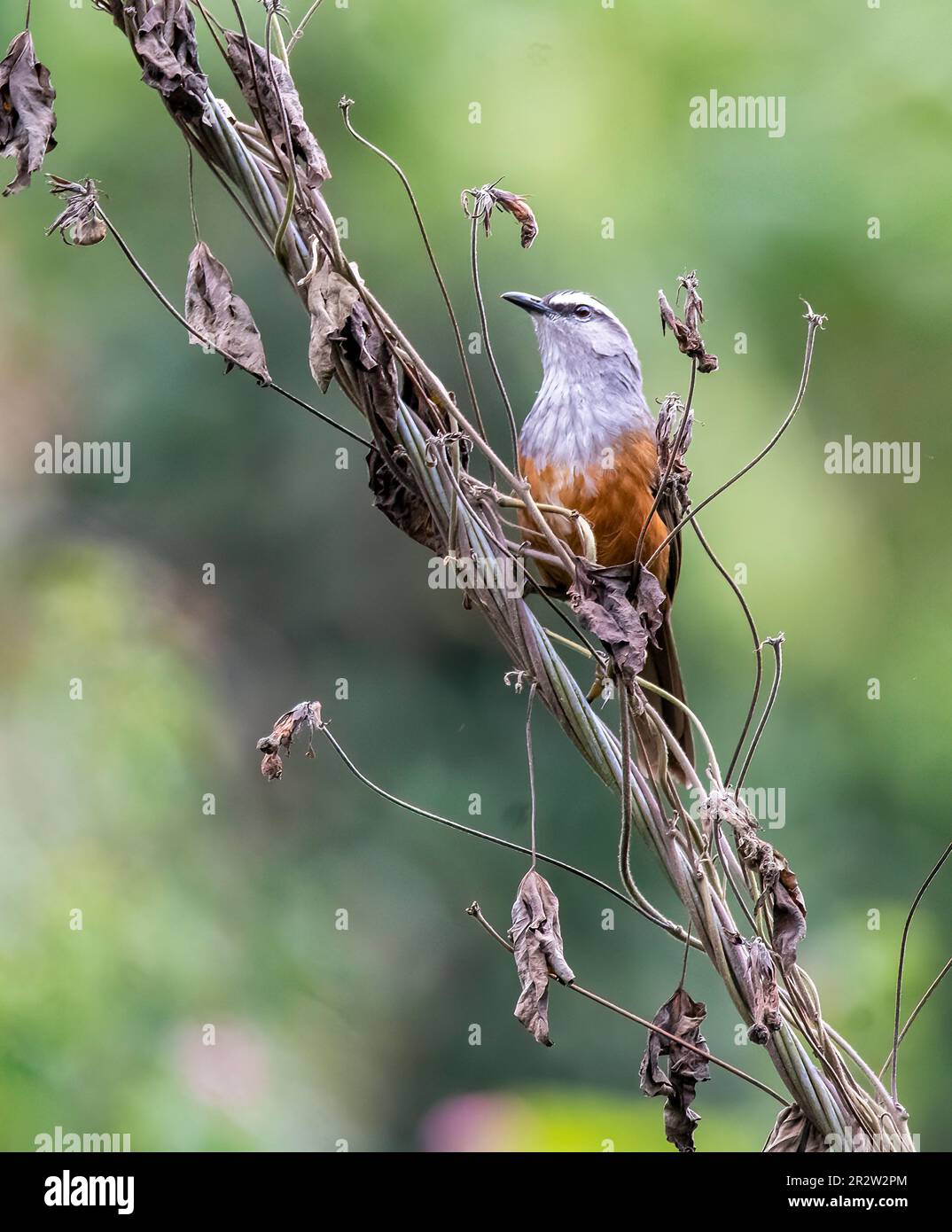 Palani laughing thrush hi-res stock photography and images - Alamy