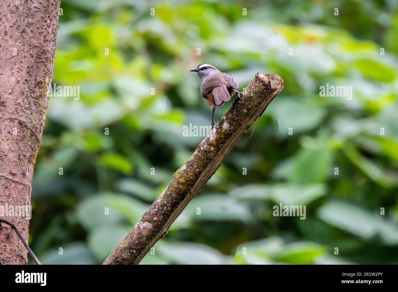 Rainforest bird western ghats hi-res stock photography and images - Alamy
