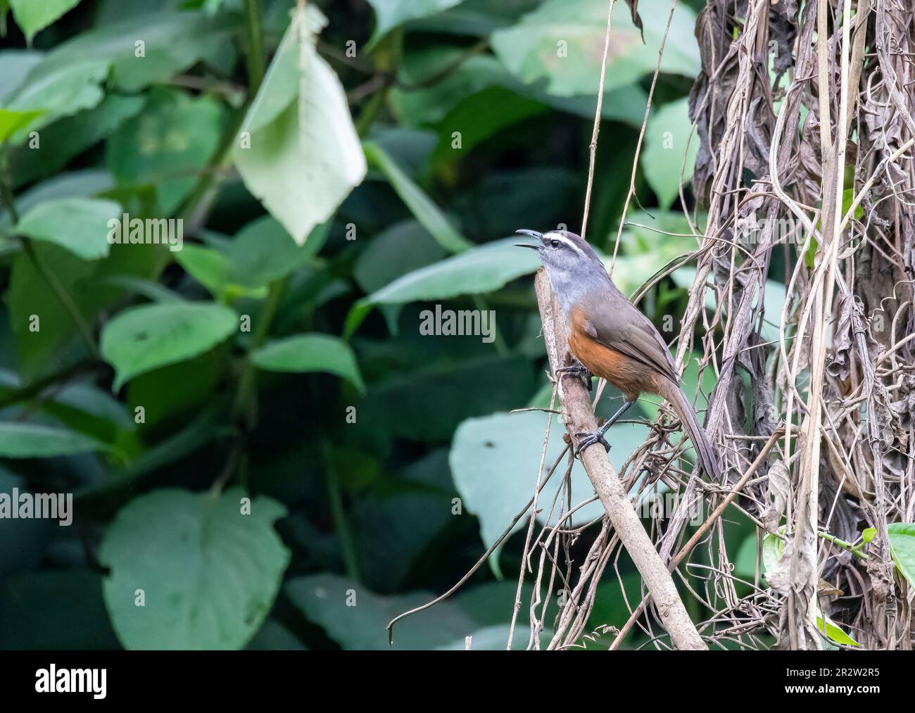 Palani laughing thrush hi-res stock photography and images - Alamy