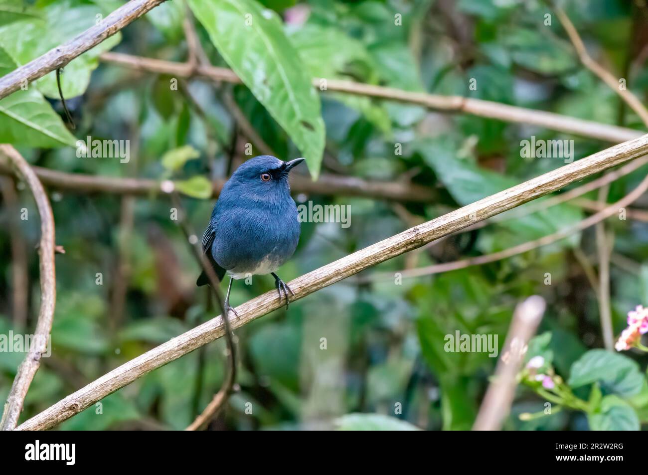 Nilgiri blue robin hi-res stock photography and images - Alamy