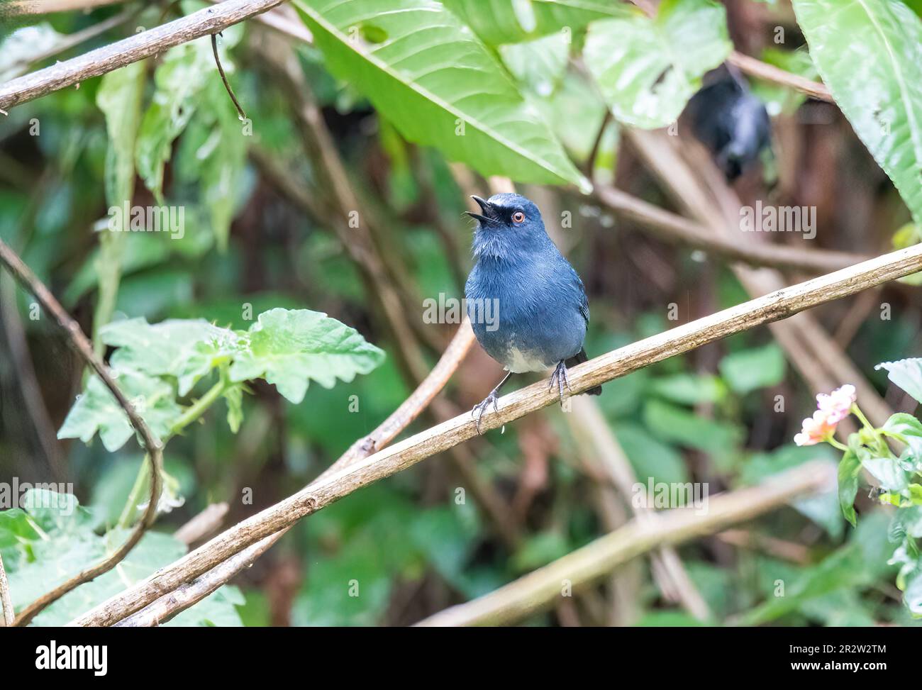 Nilgiri blue robin hi-res stock photography and images - Alamy