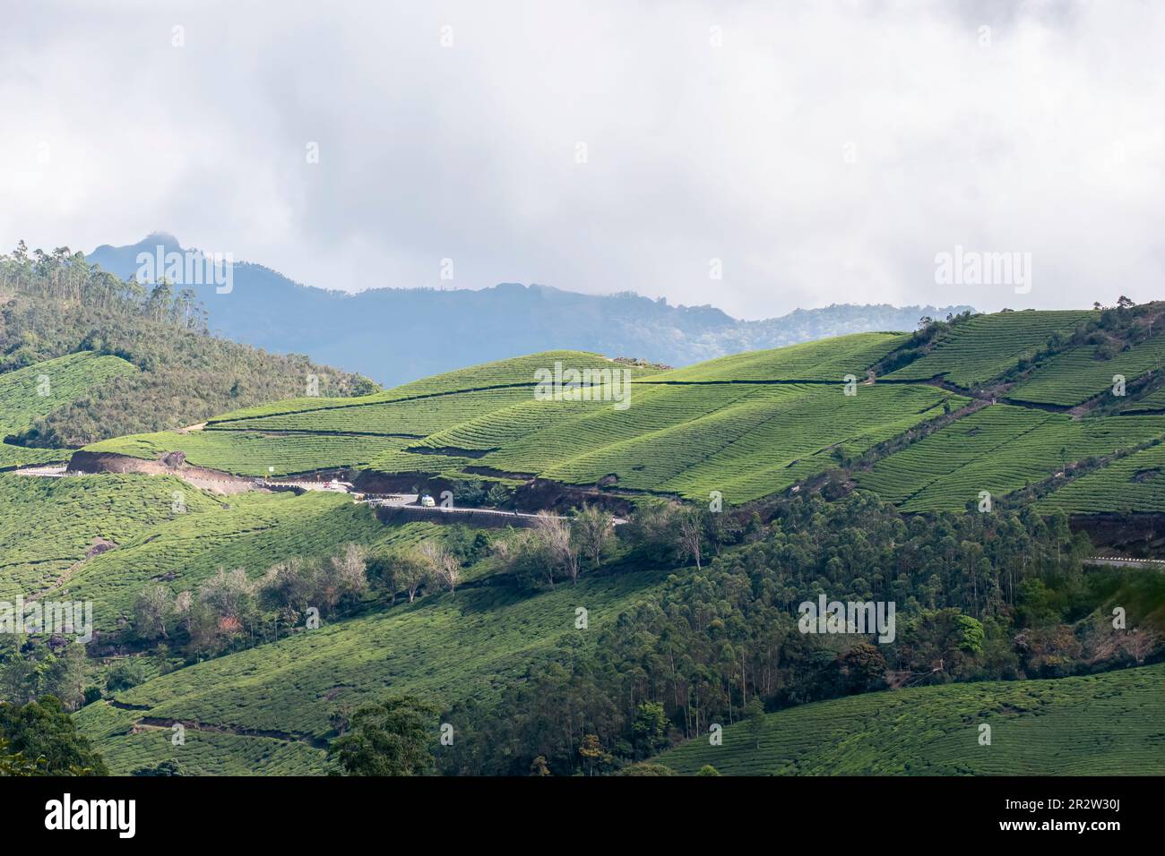 A beautiful scenery of Munnar tea estates on the outskirts of the town ...