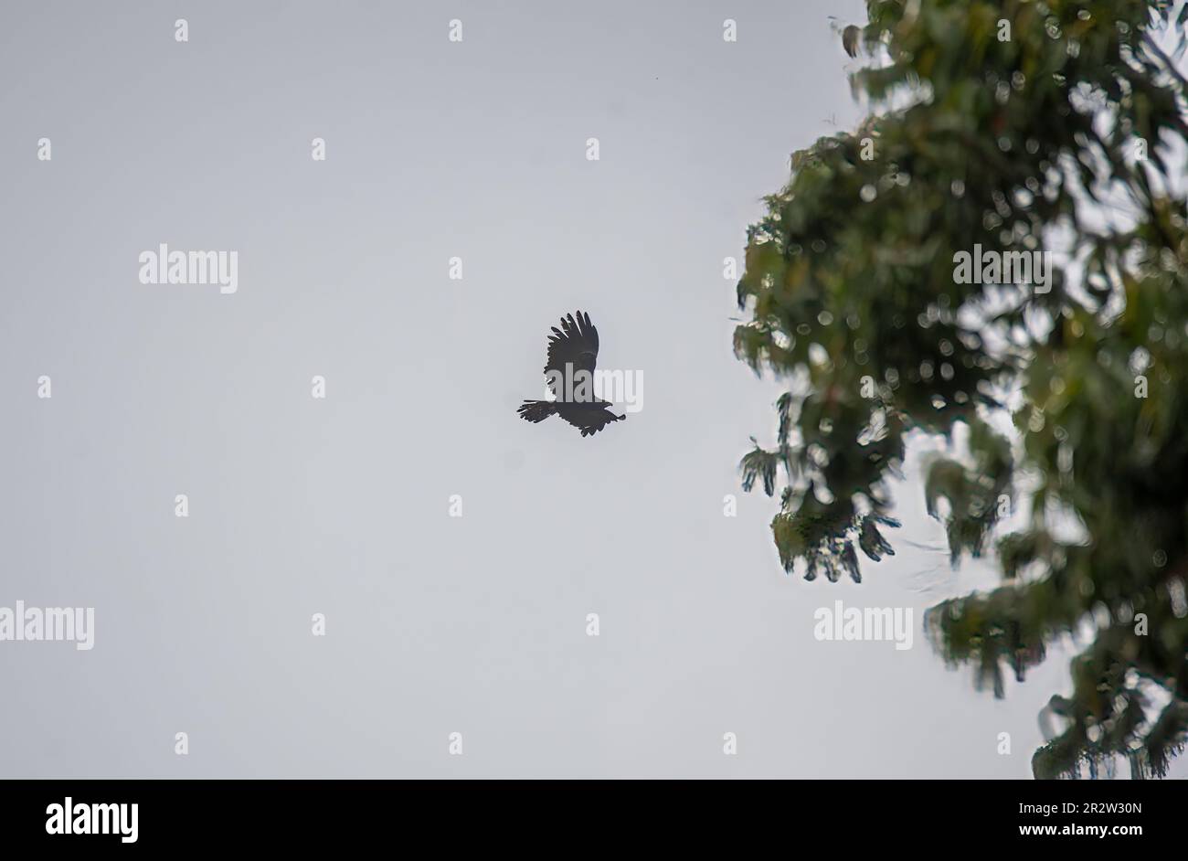 A black eagle flying in the mountain regions on the outskirts of Munnar ...