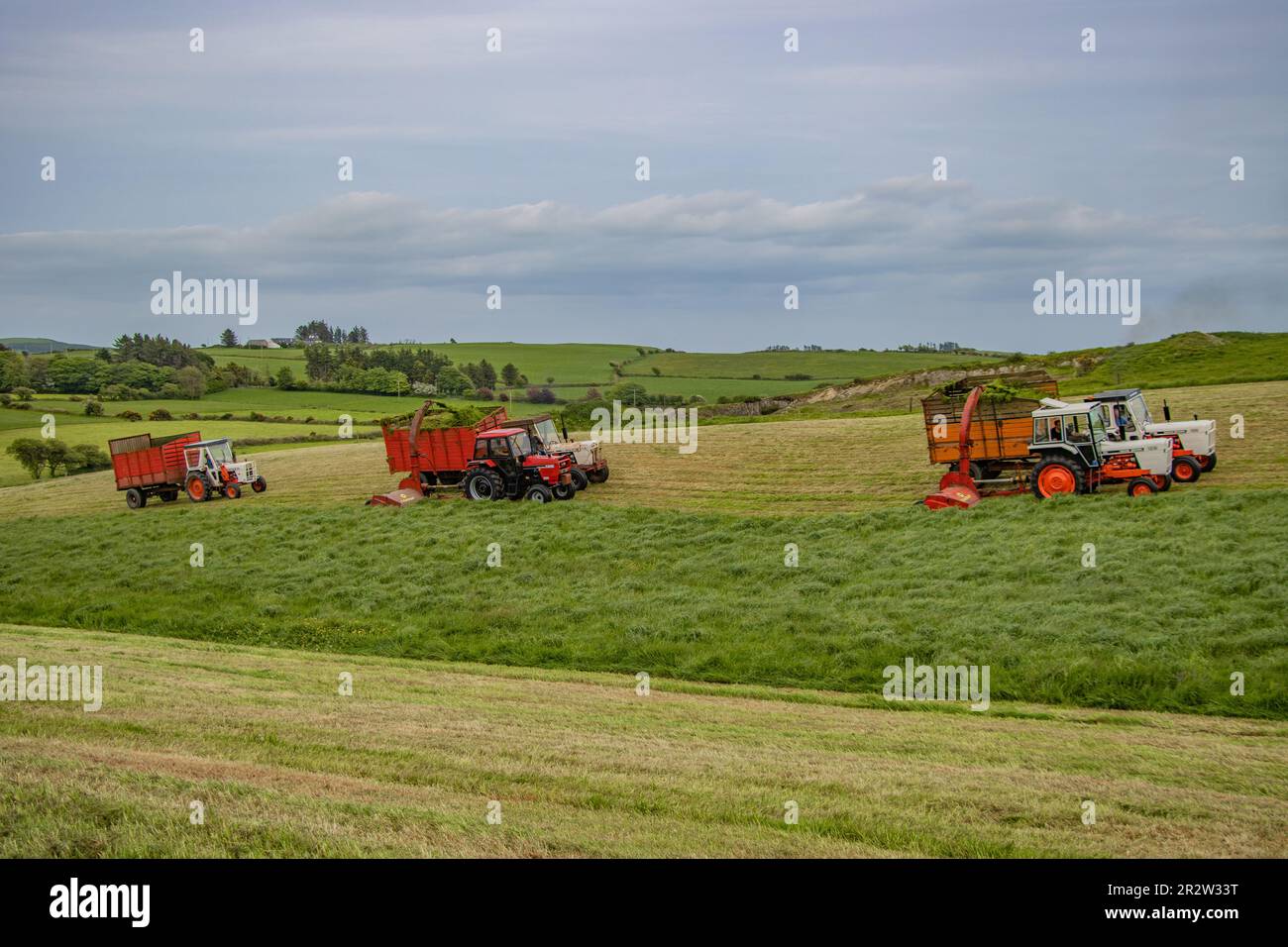 Double chop silage harvesting with David Brown tractors and Taarup ...