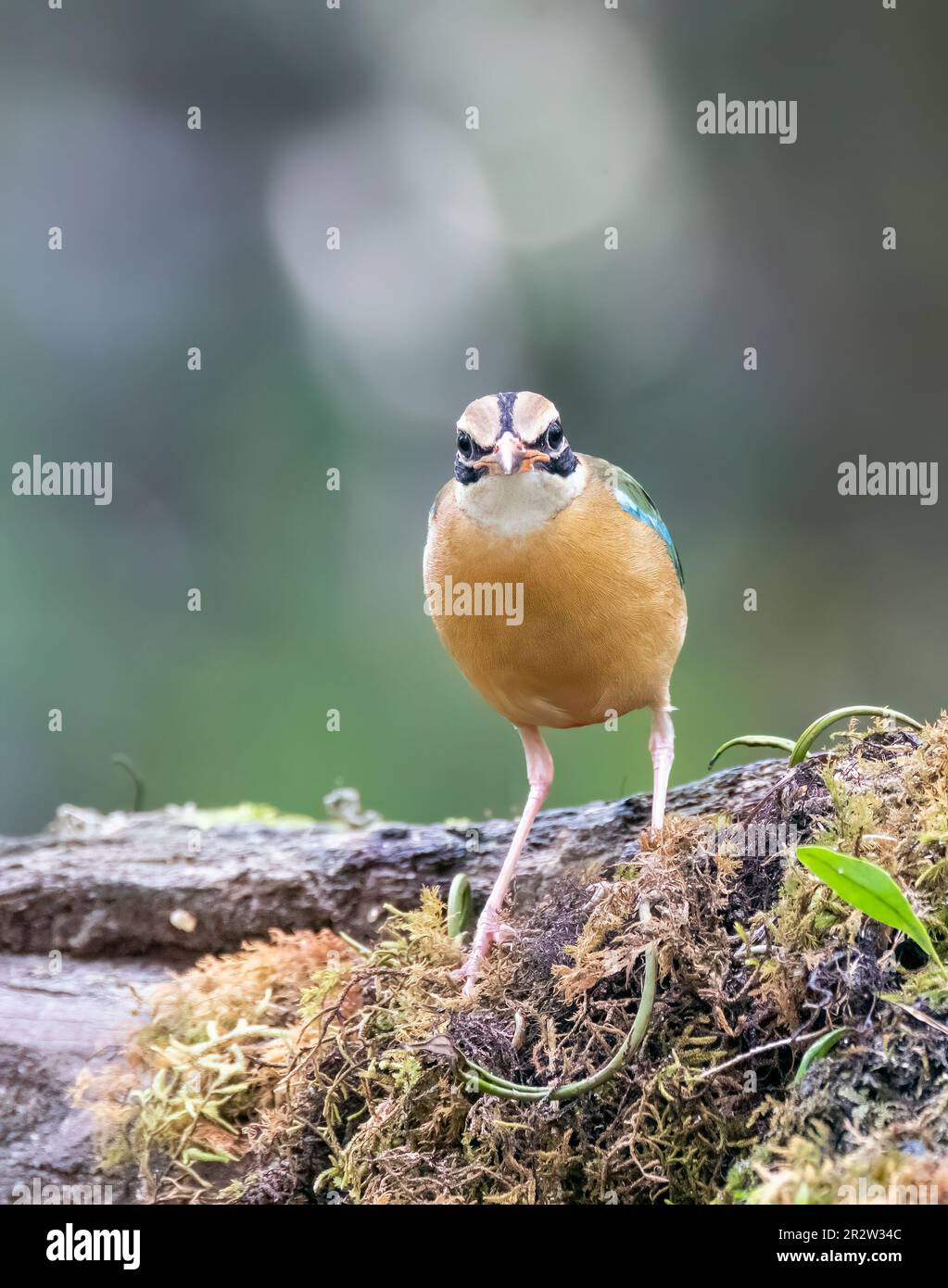 An Indian pita bird resting on a platform in a brightly lighted space ...