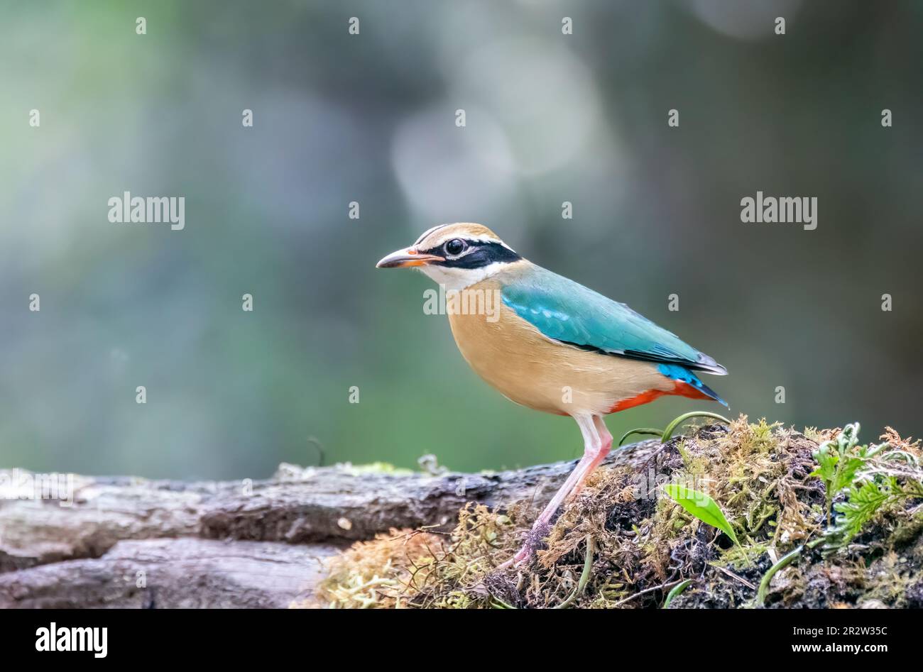 An Indian pita bird resting on a platform in a brightly lighted space ...