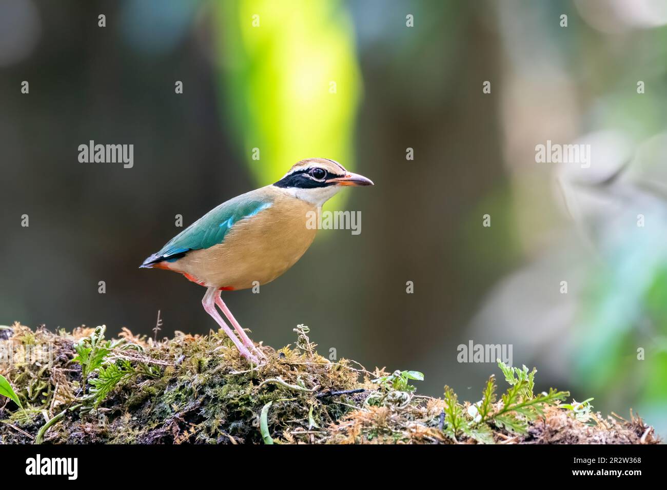 An Indian pita bird resting on a platform in a brightly lighted space ...