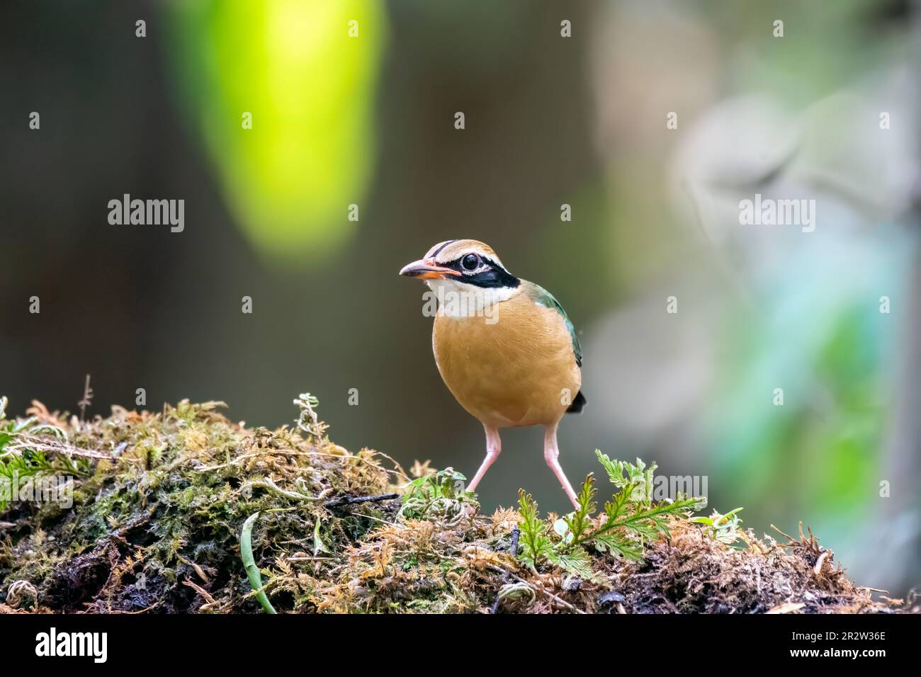 An Indian pita bird resting on a platform in a brightly lighted space ...