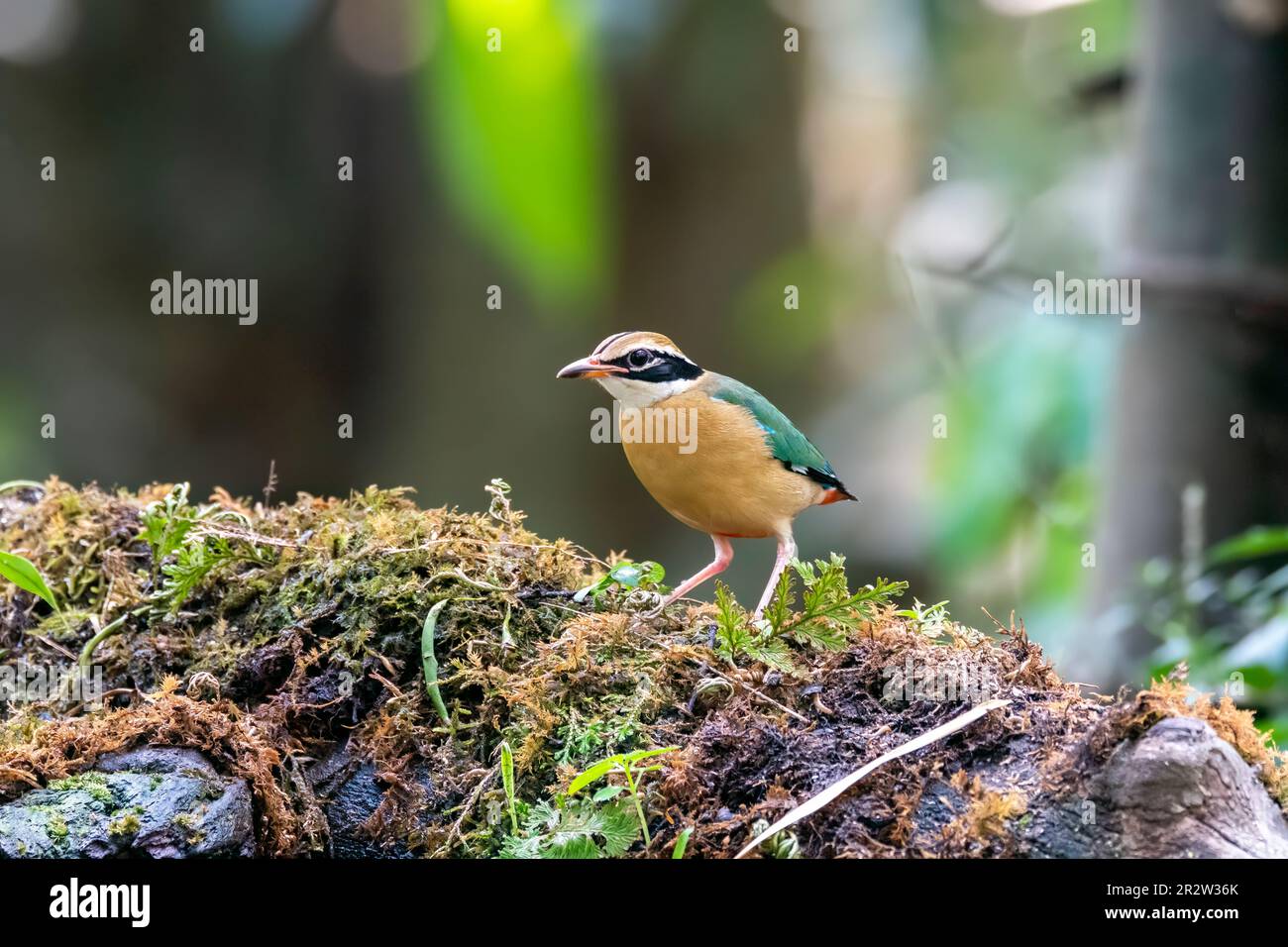 An Indian pita bird resting on a platform in a brightly lighted space ...
