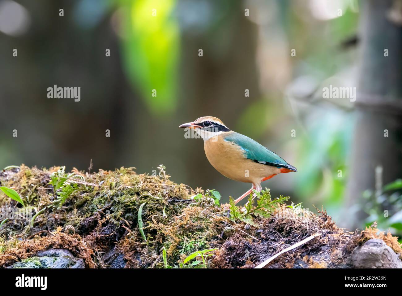 An Indian pita bird resting on a platform in a brightly lighted space ...