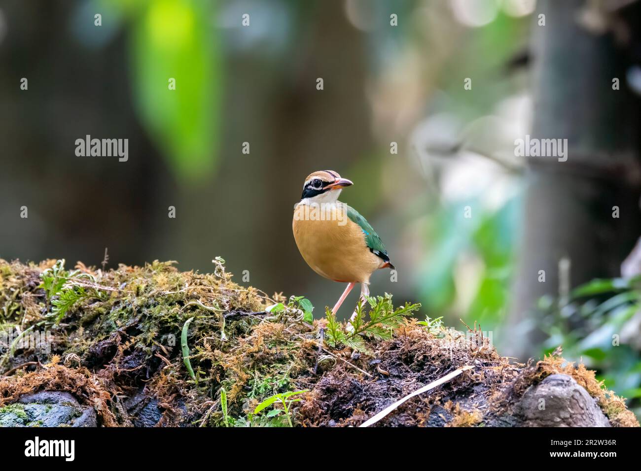 An Indian pita bird resting on a platform in a brightly lighted space ...