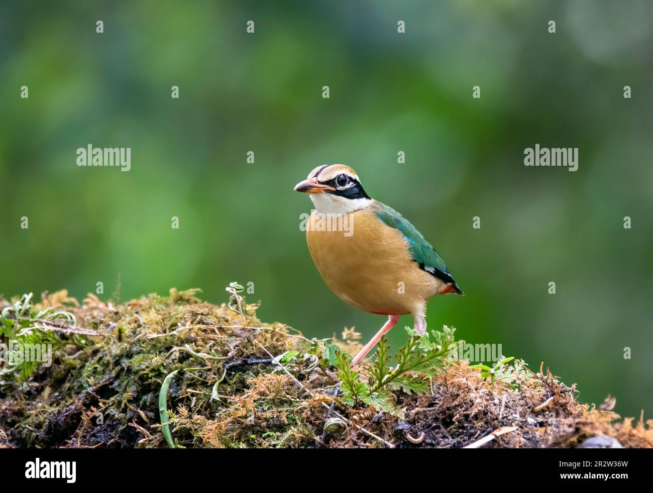 An Indian pita bird resting on a platform in a brightly lighted space ...