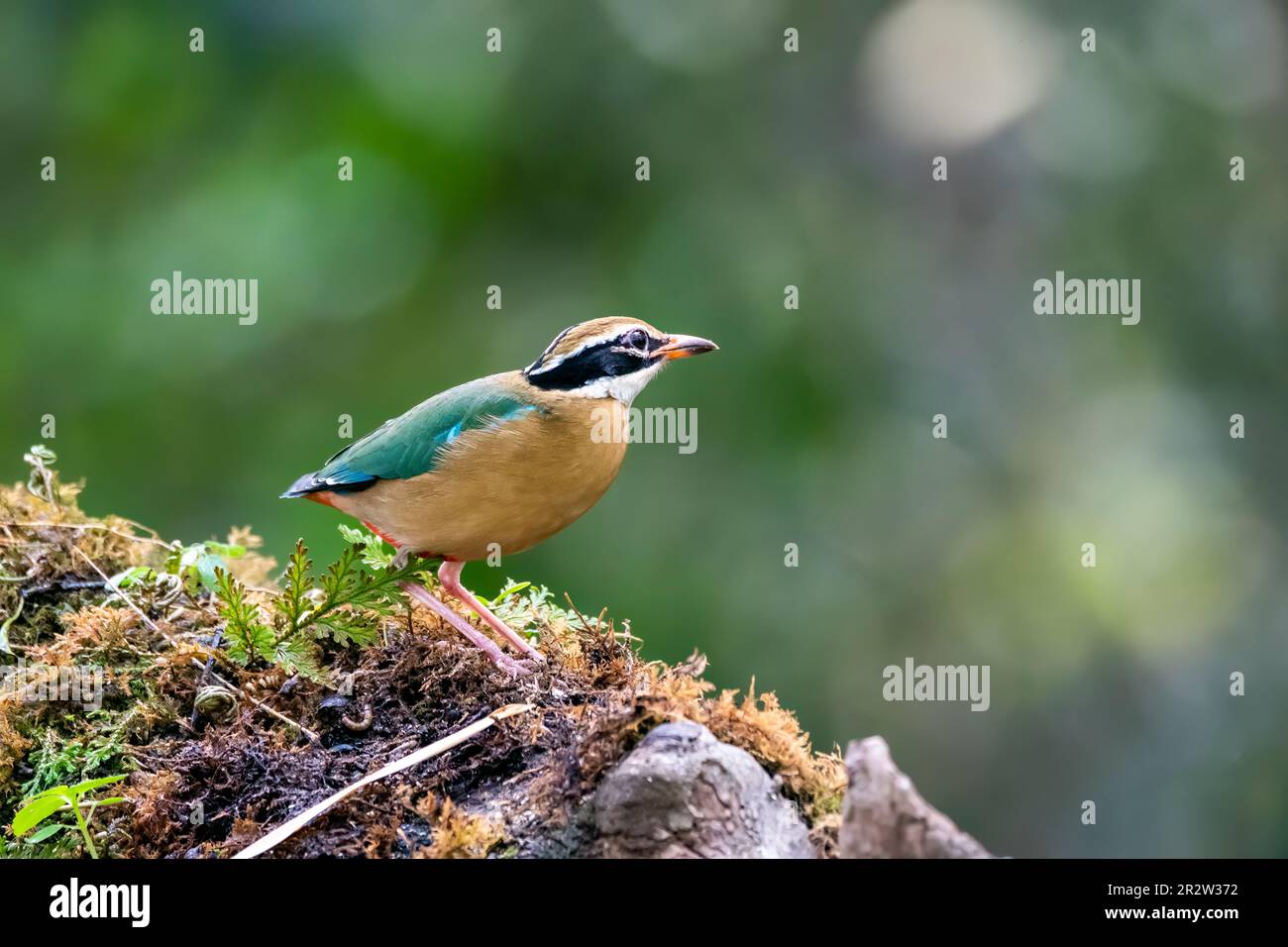 An Indian pita bird resting on a platform in a brightly lighted space ...