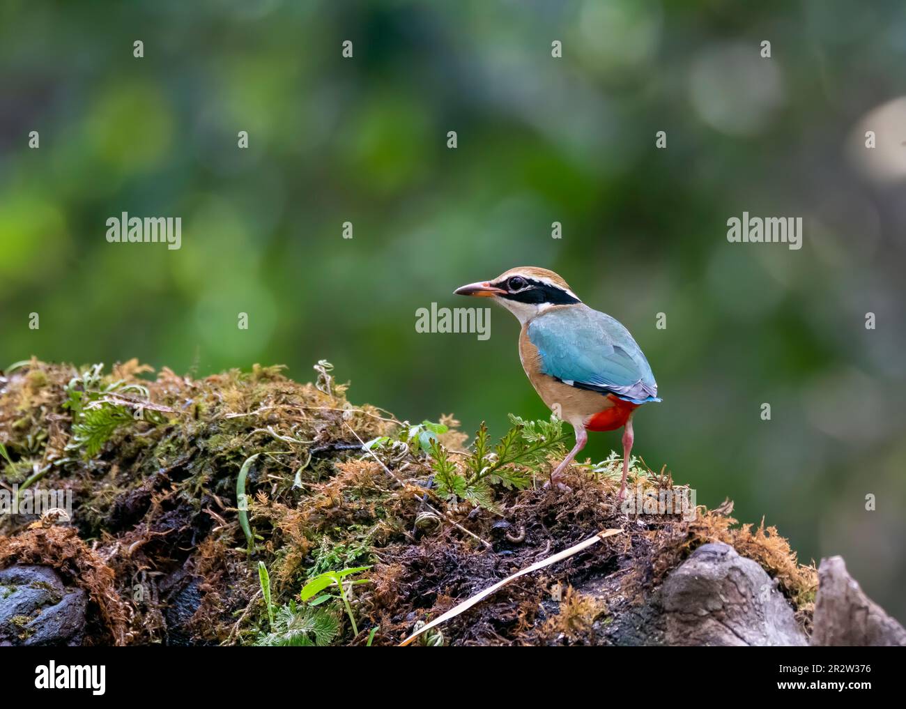 An Indian pita bird resting on a platform in a brightly lighted space ...