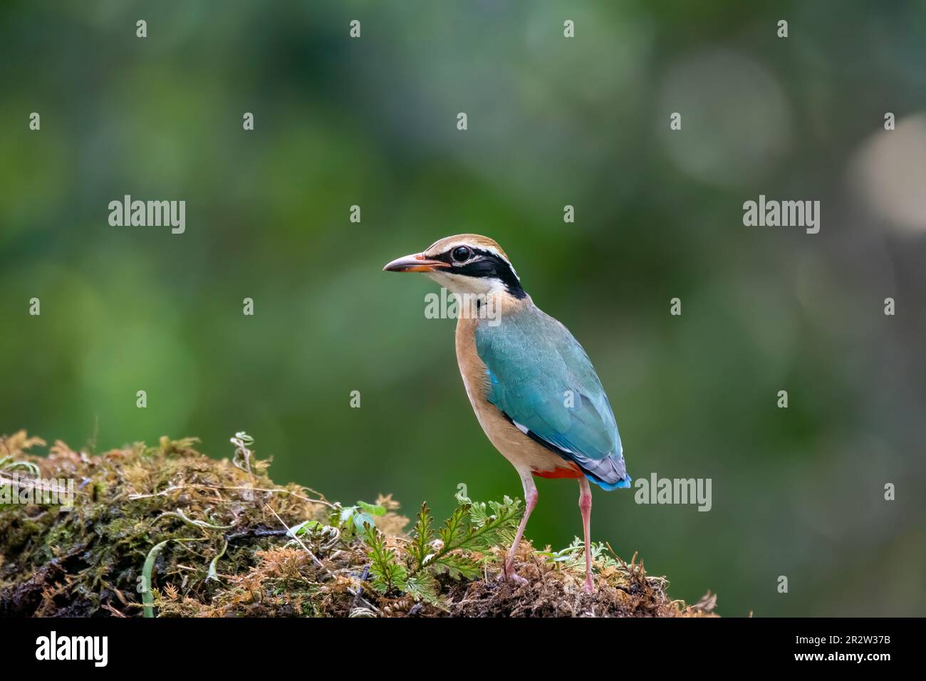 An Indian pita bird resting on a platform in a brightly lighted space ...