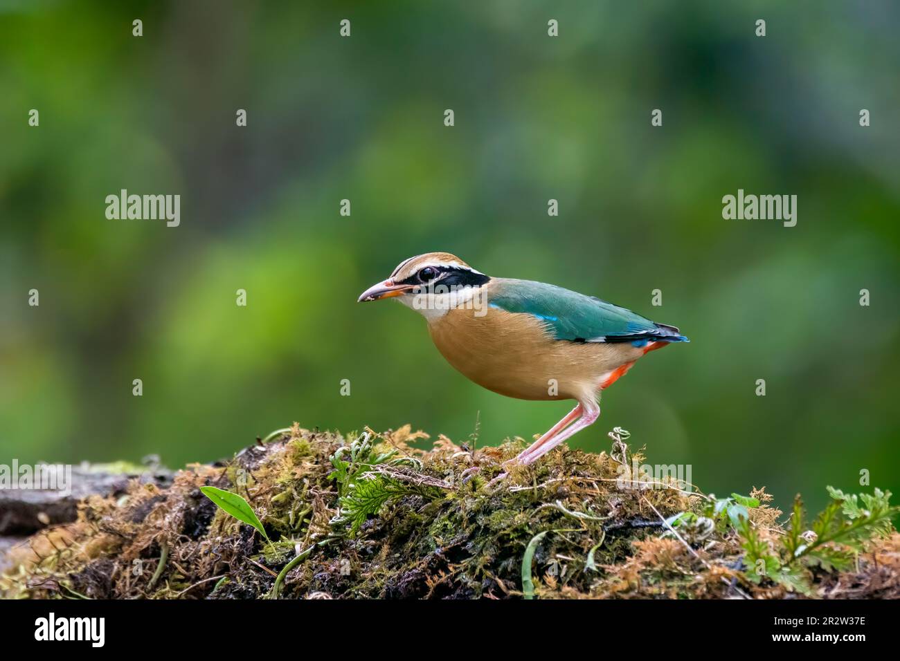 Pita bird hi-res stock photography and images - Alamy