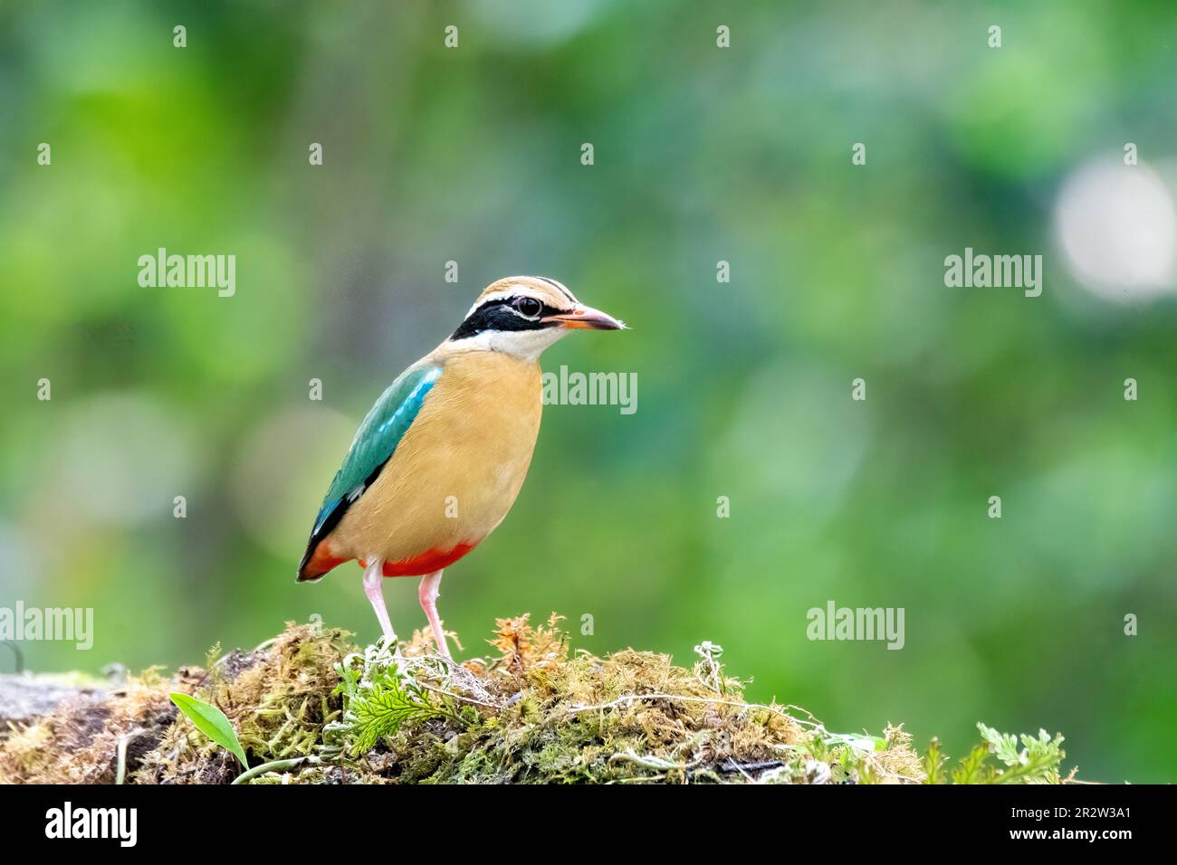 An Indian pita bird resting on a platform in a brightly lighted space ...