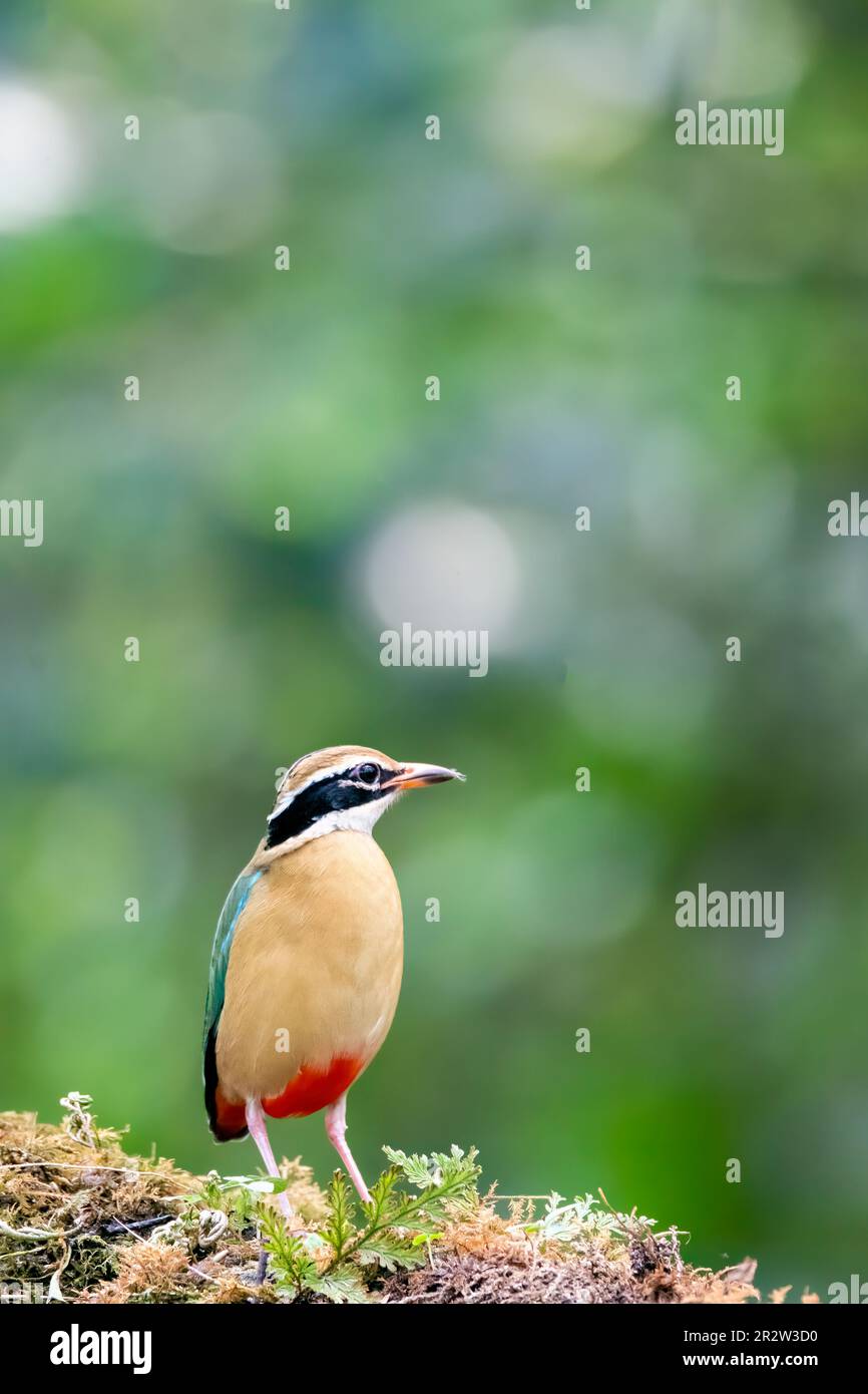 An Indian pita bird resting on a platform in a brightly lighted space ...