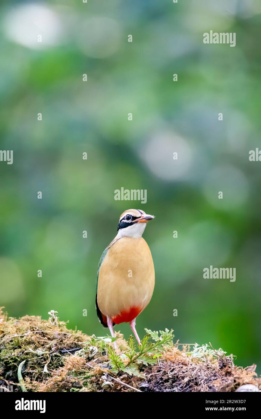 An Indian pita bird resting on a platform in a brightly lighted space ...