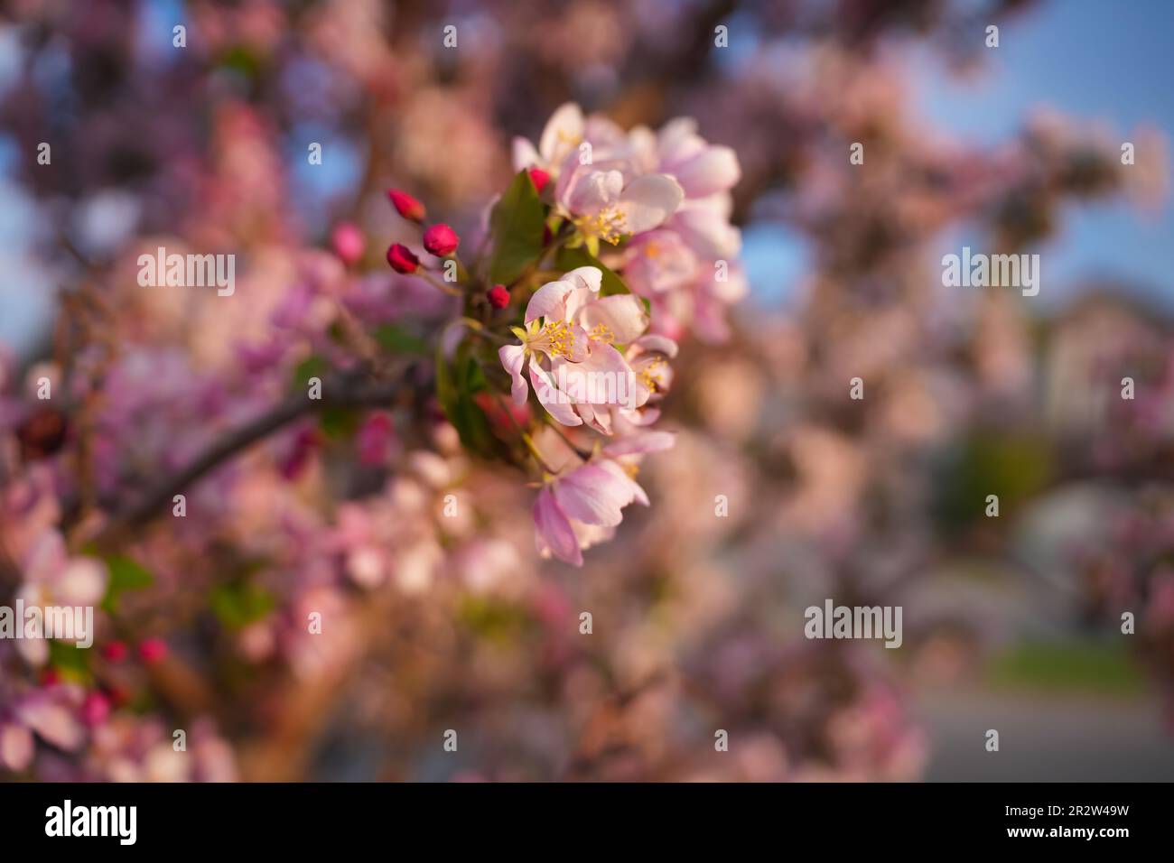 Bloom street hi-res stock photography and images - Alamy