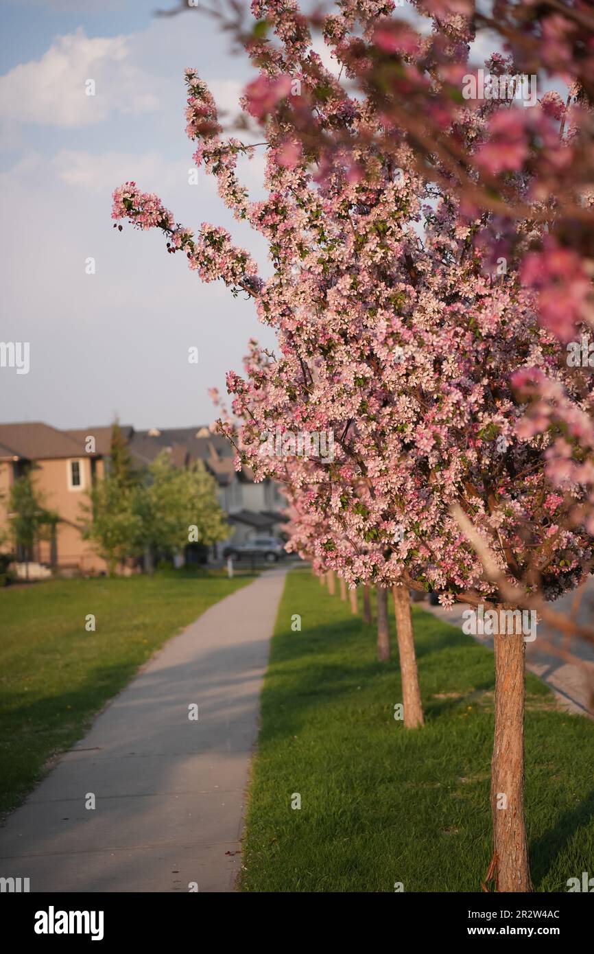 tree flowers in bloom on a city street Stock Photo - Alamy
