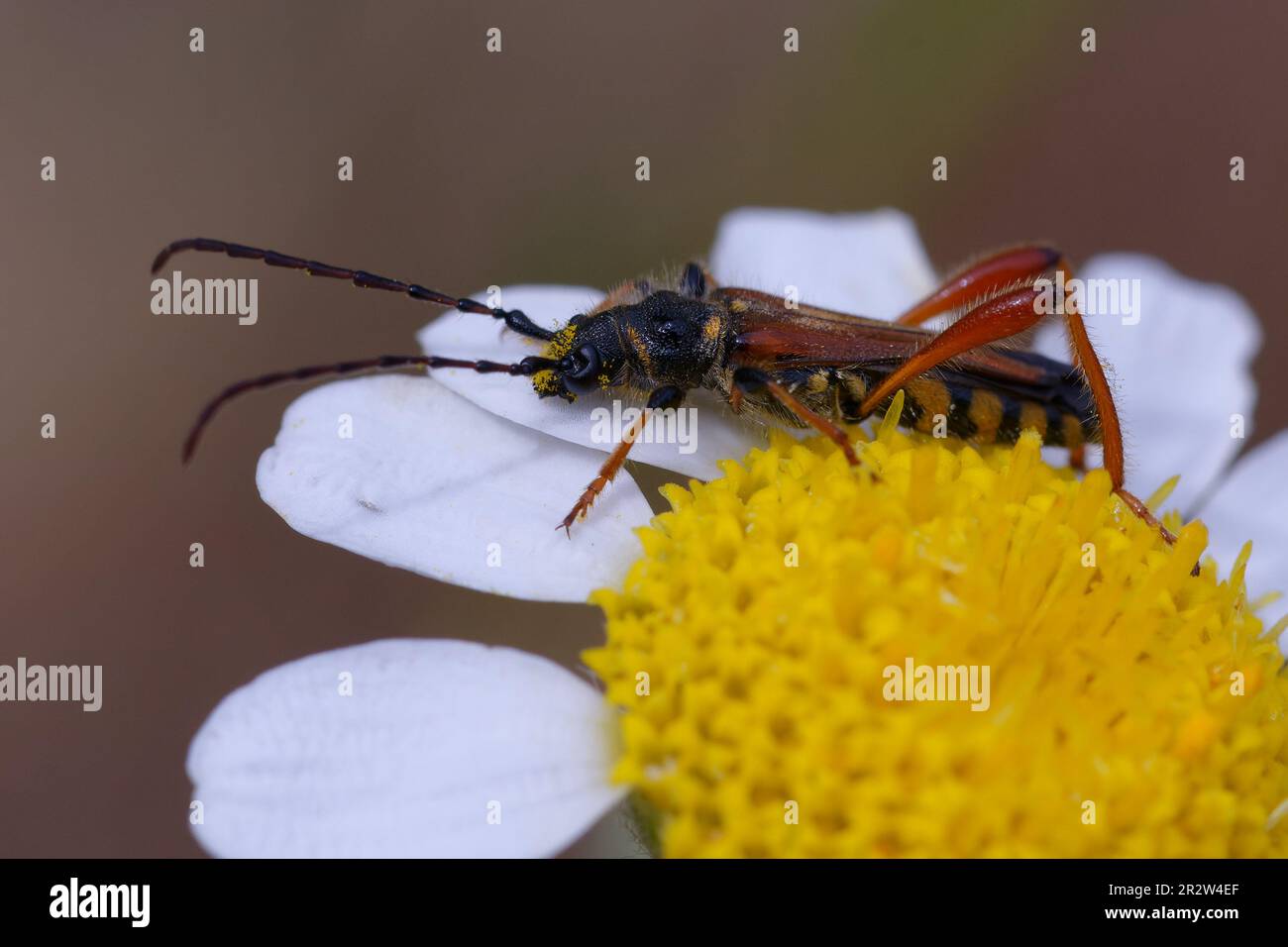 Round-necked longhorn (Stenopterus rufus) on a flower Stock Photo - Alamy