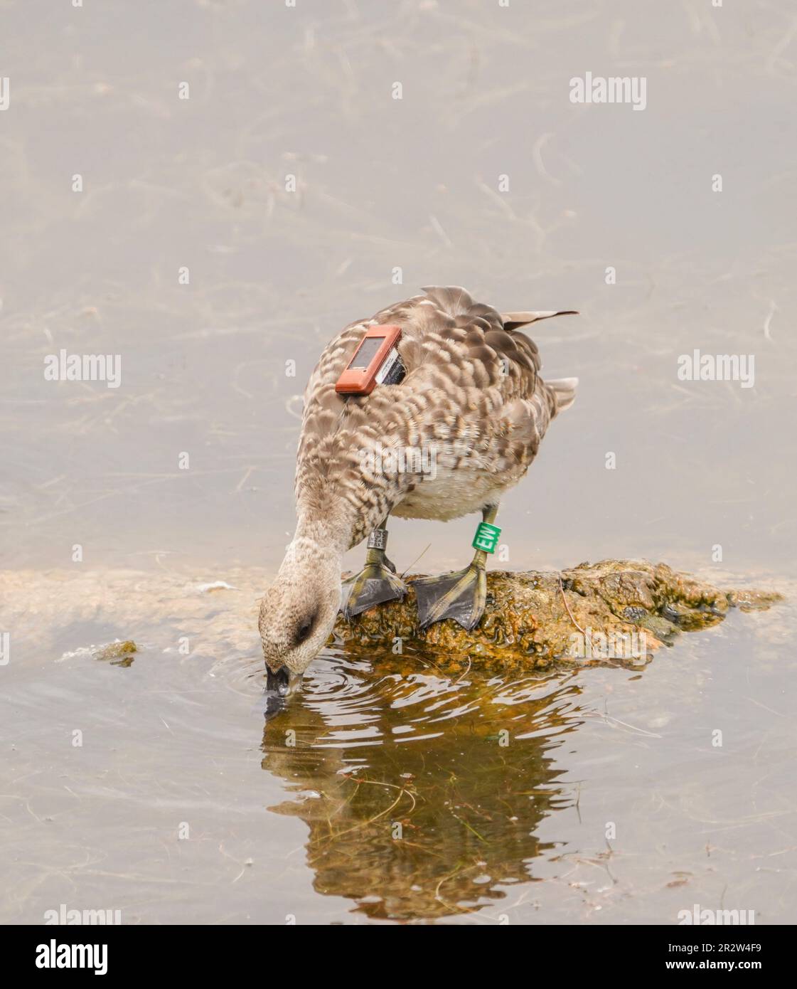 Marbled duck, female marbled teal (Marmaronetta angustirostris) with ...