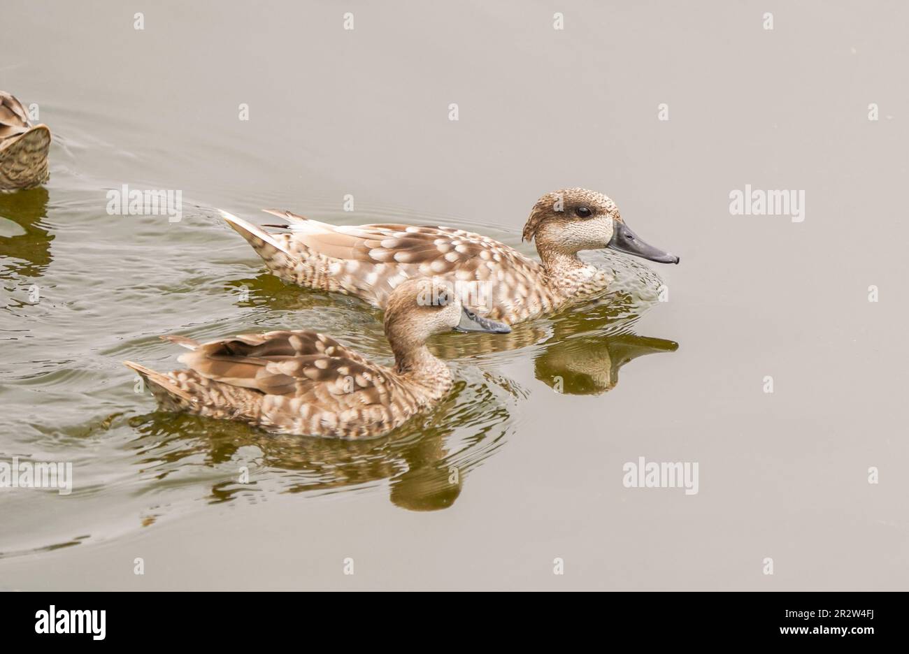 Marbled duck, male and female marbled teal (Marmaronetta angustirostris ...