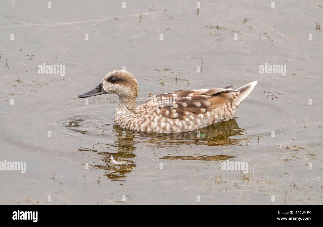Marbled duck, female marbled teal (Marmaronetta angustirostris) a threatened duck in Malaga ...