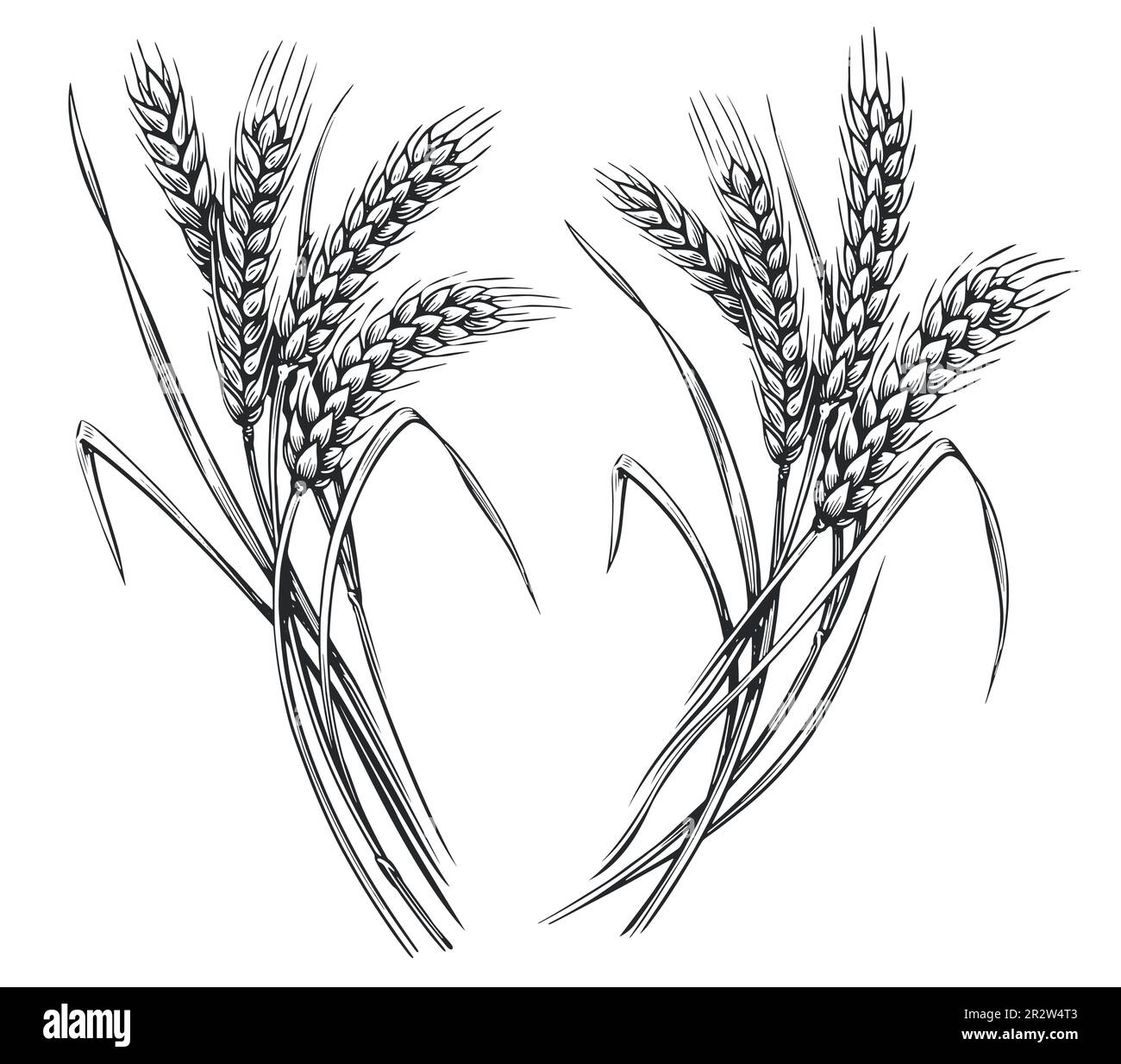 Wheat Sketch