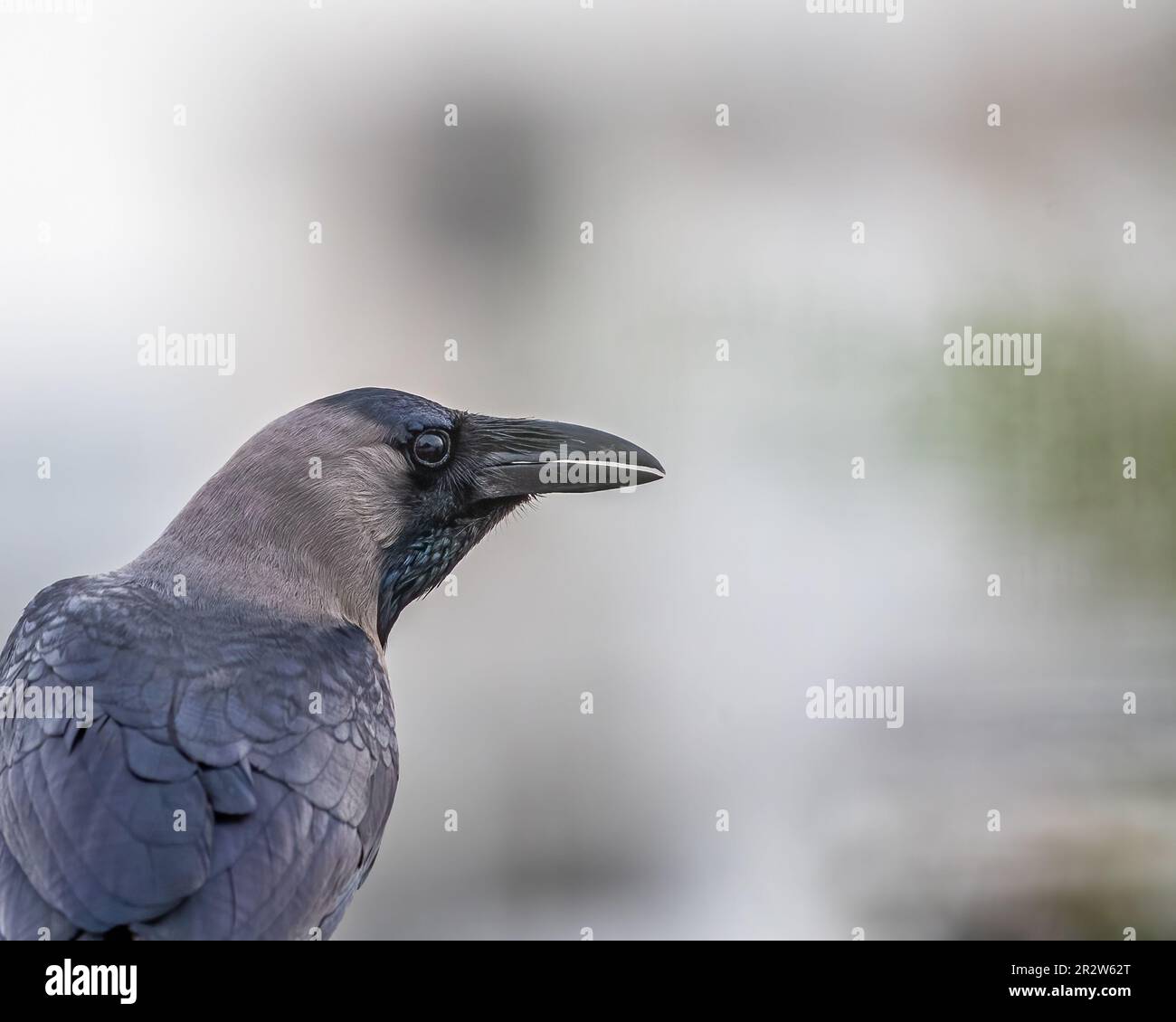 Birding tour india hi-res stock photography and images - Alamy