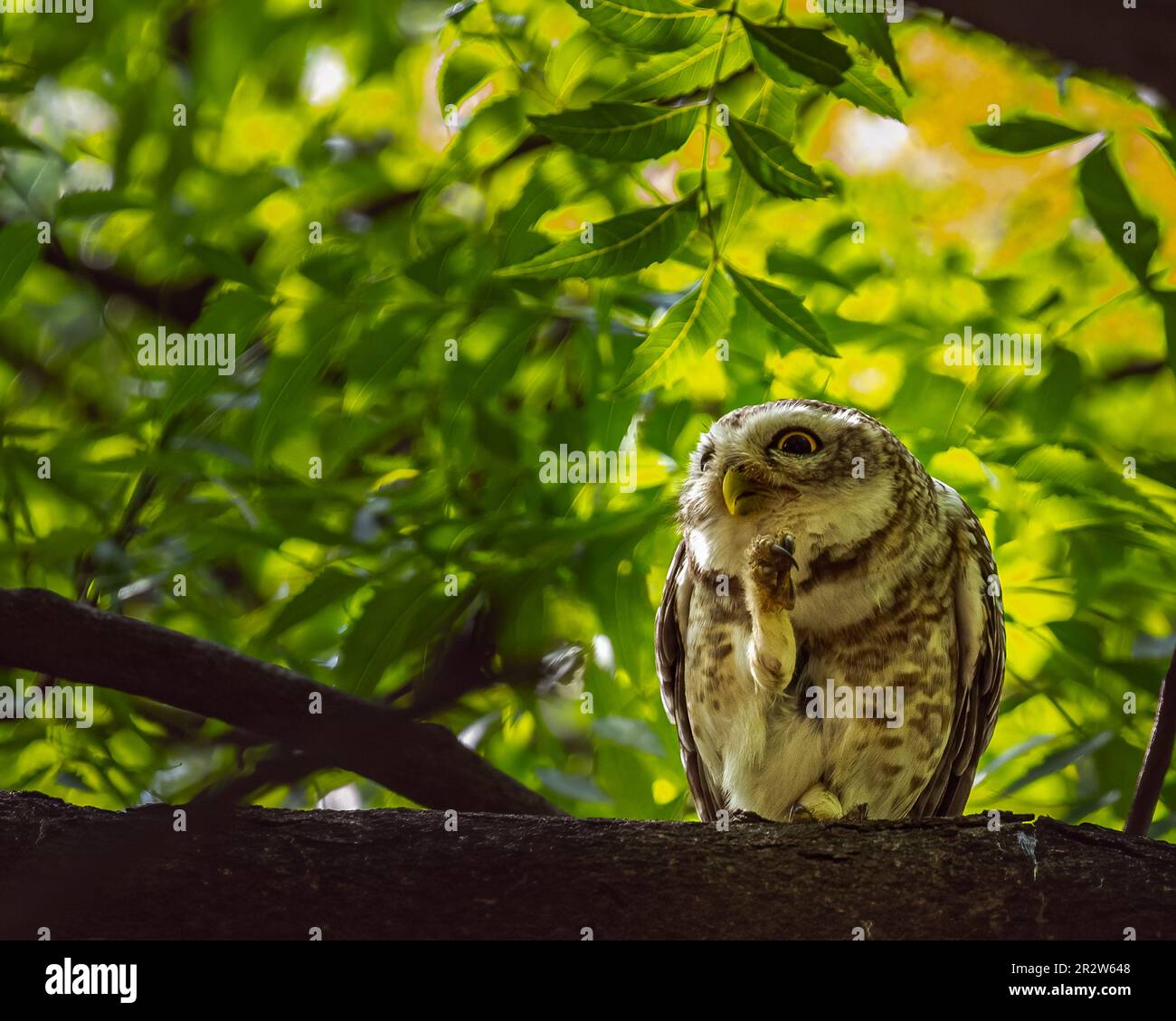 Black baby eye problem hi-res stock photography and images - Alamy