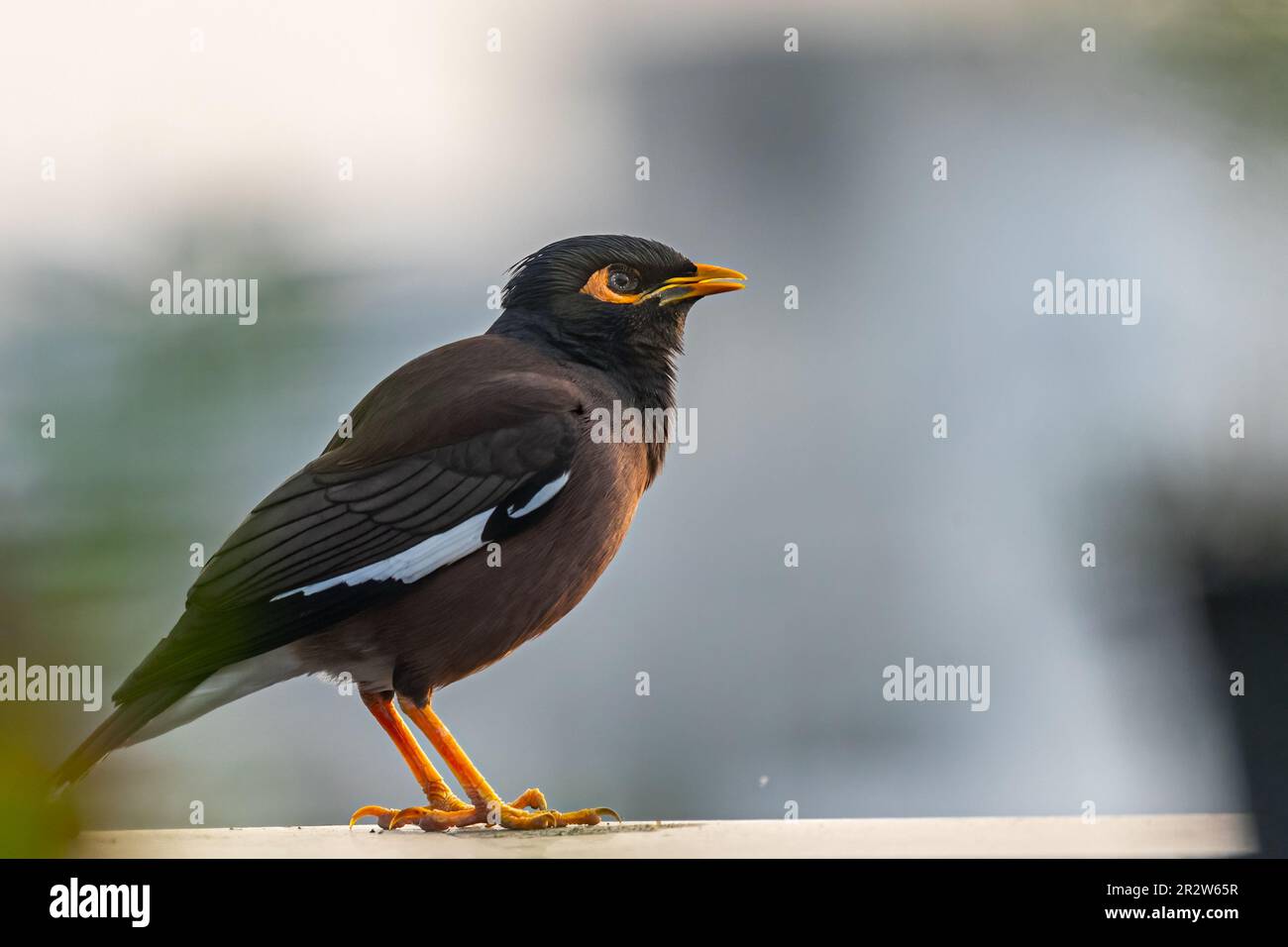 Myna photo hi-res stock photography and images - Alamy